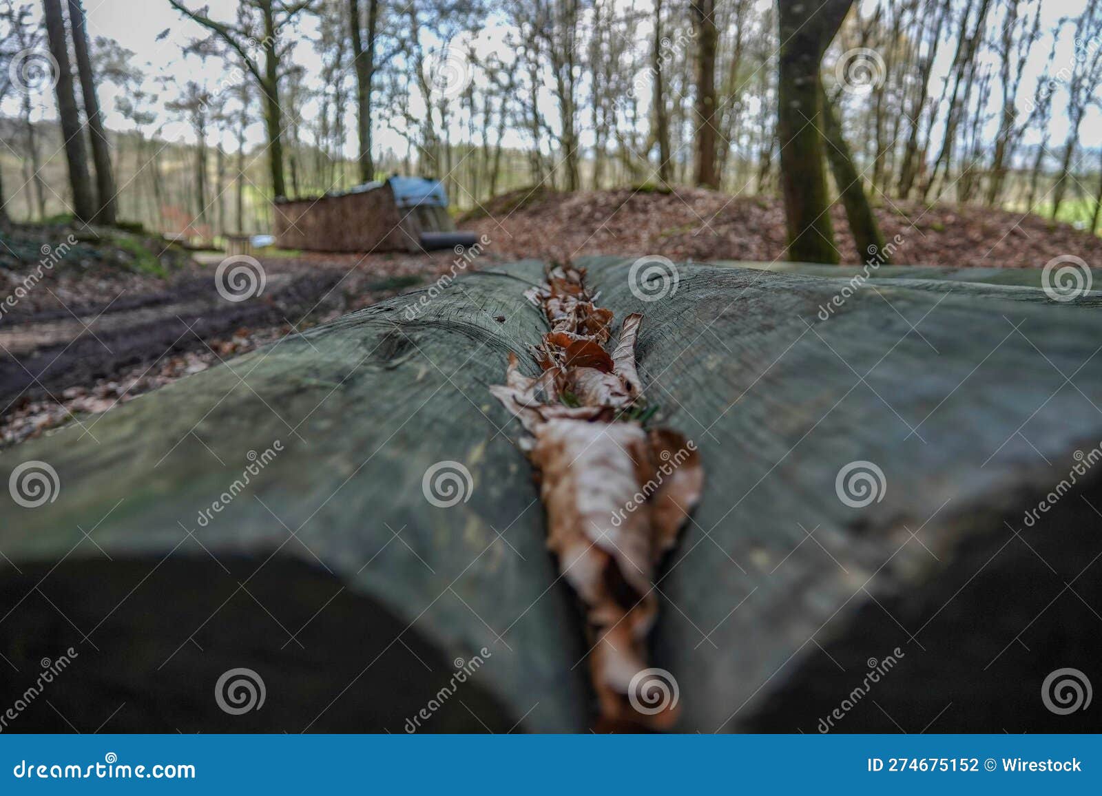 Tranquil Scene Featuring a Wooden Bench Surrounded by Lush Vegetation ...