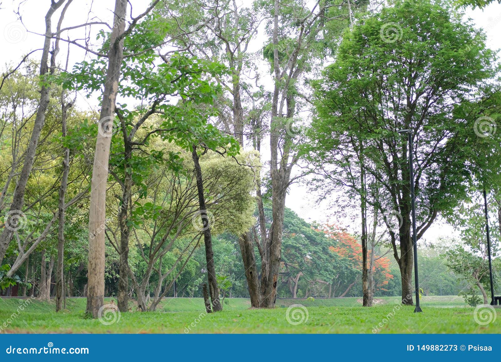 Tranquil Scene of Garden Park View in Morning Stock Image - Image of ...