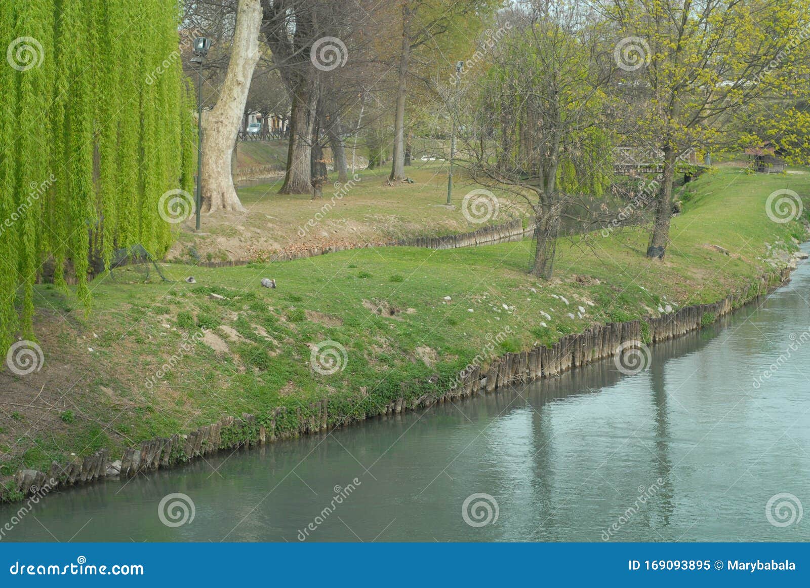 Tranquil scene in a park stock image. Image of forest - 169093895