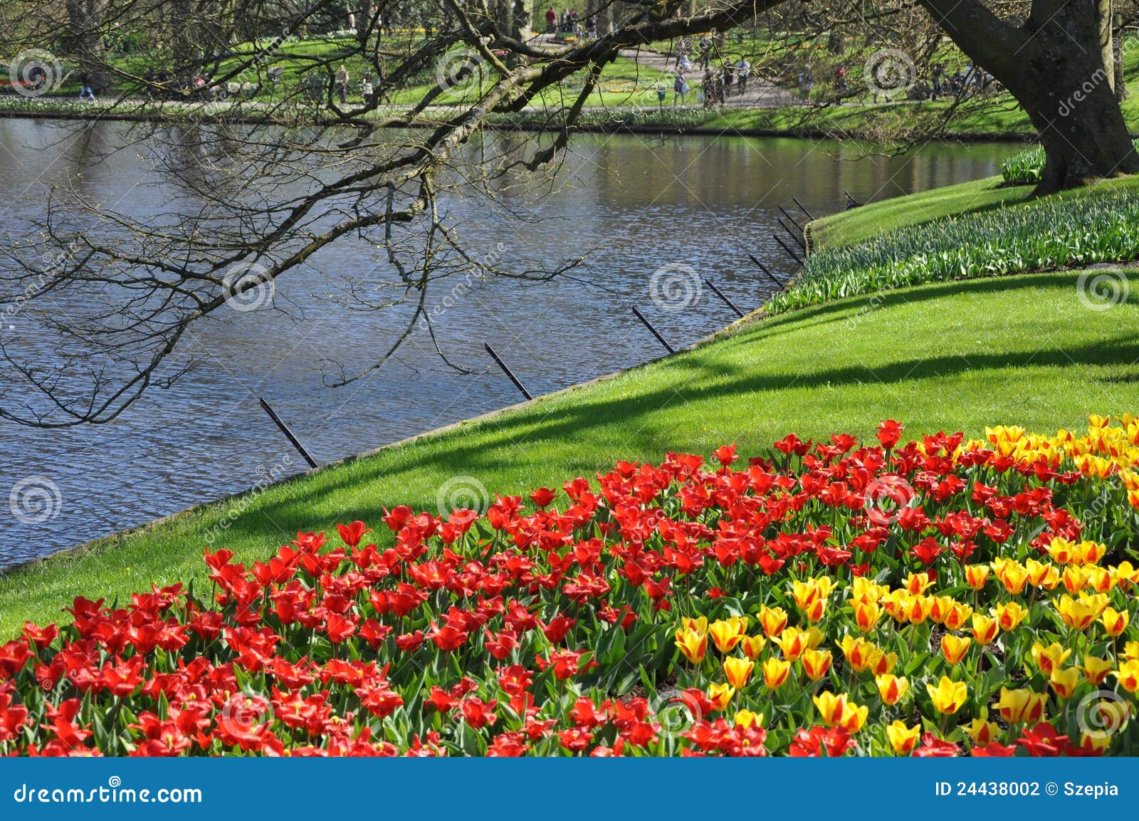 Tranquil scene at the park stock photo. Image of nature - 24438002