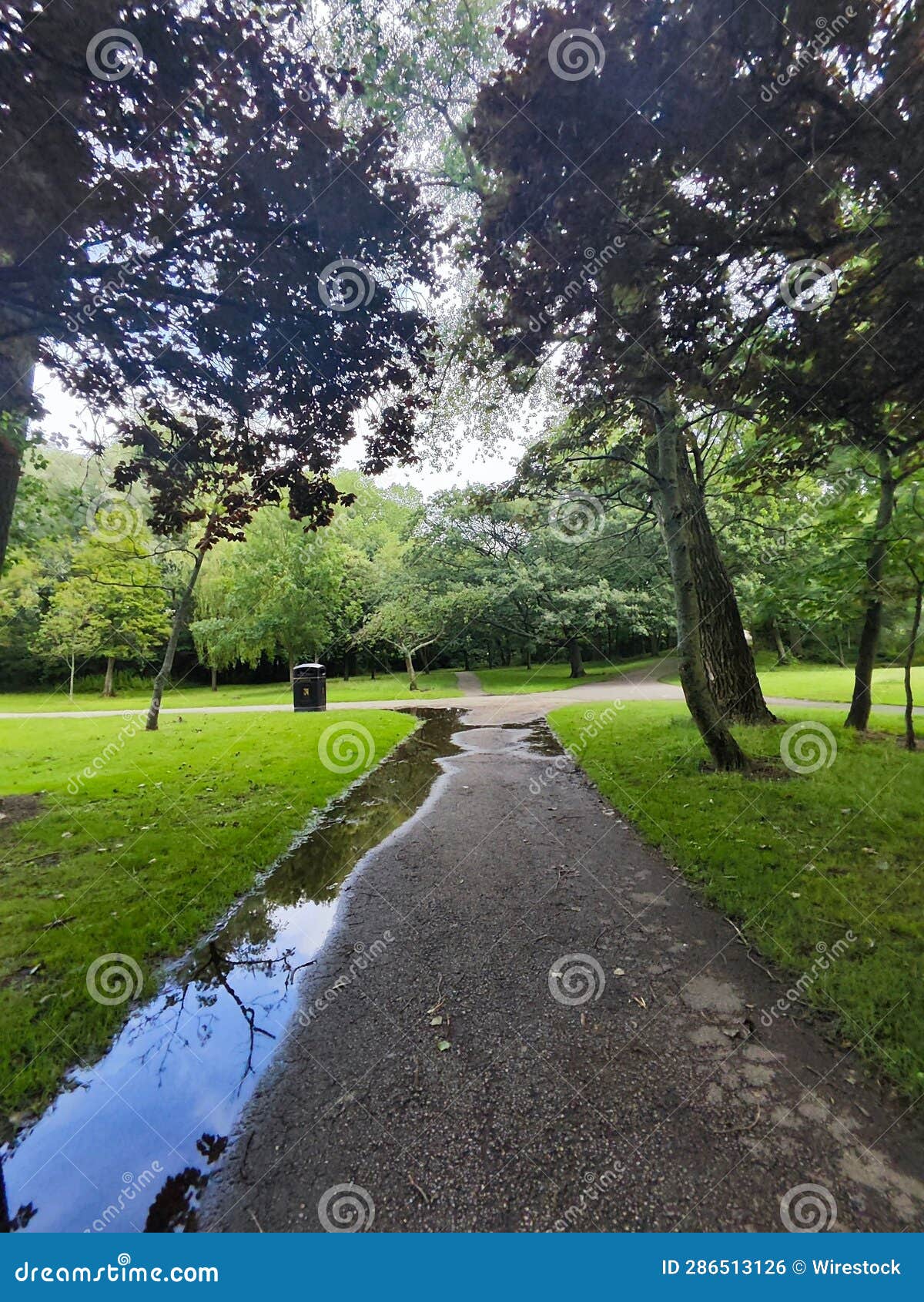 Tranquil Scene of a Pathway Lined with Towering Trees in a Park Stock ...