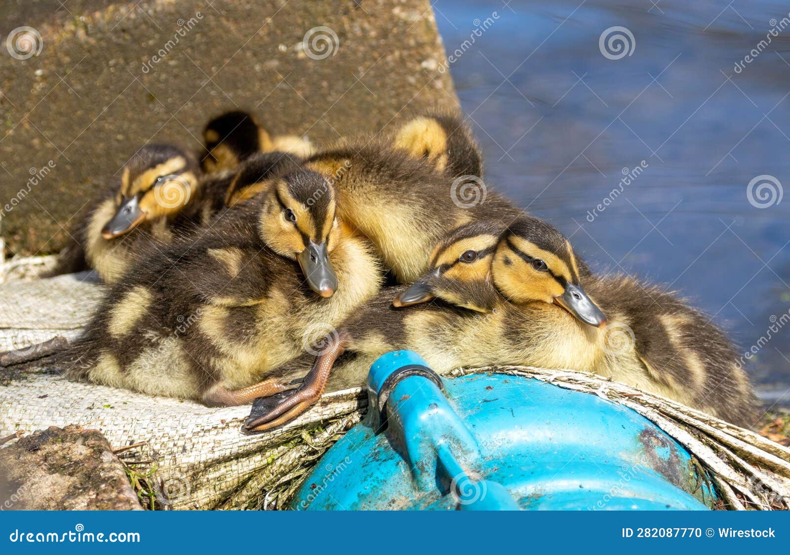 Tranquil Scene of a Peaceful Duck Sitting Calmly on the Surface of a ...