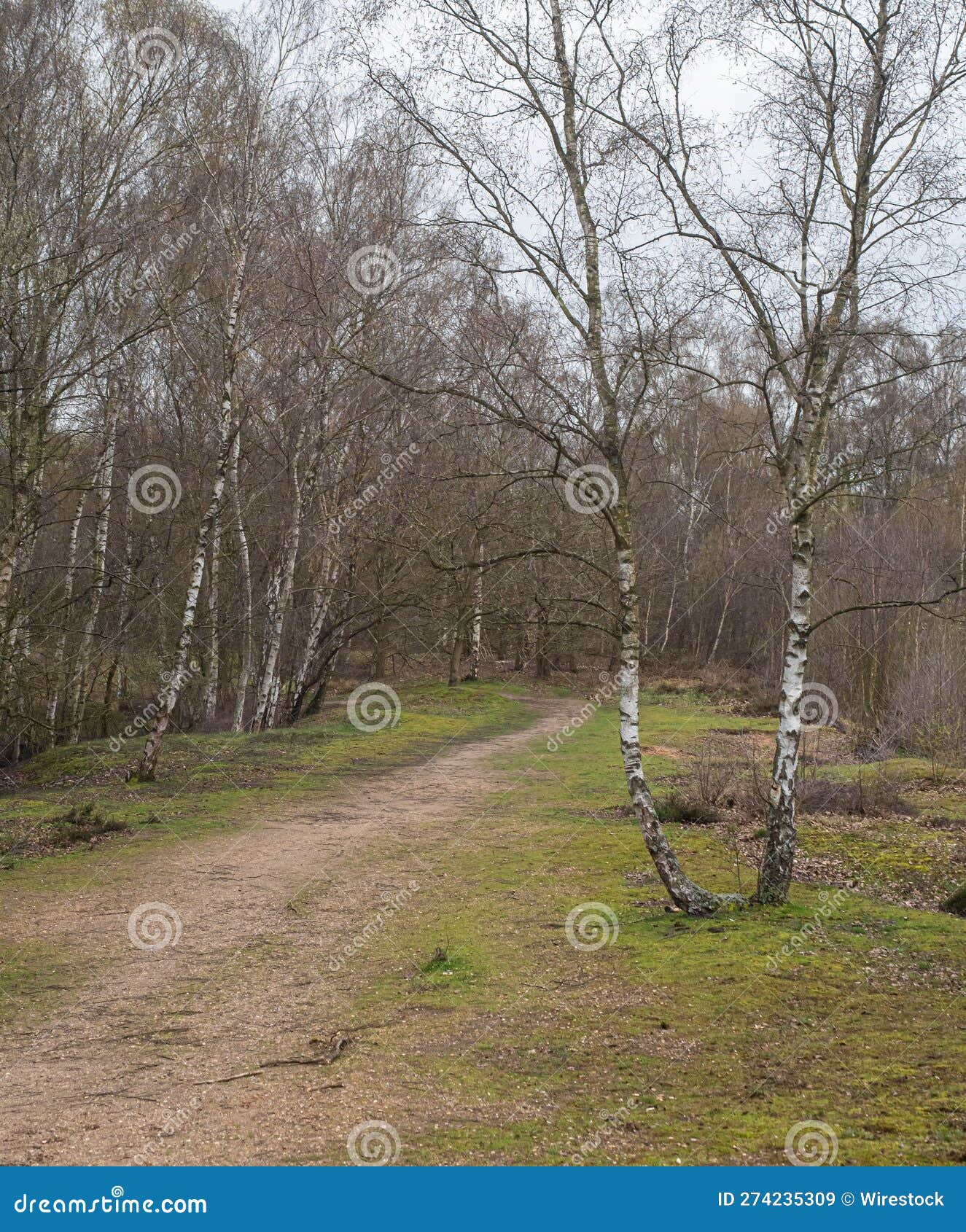Tranquil Scene of a Winding Pathway Surrounded by a Cluster of Trees in ...