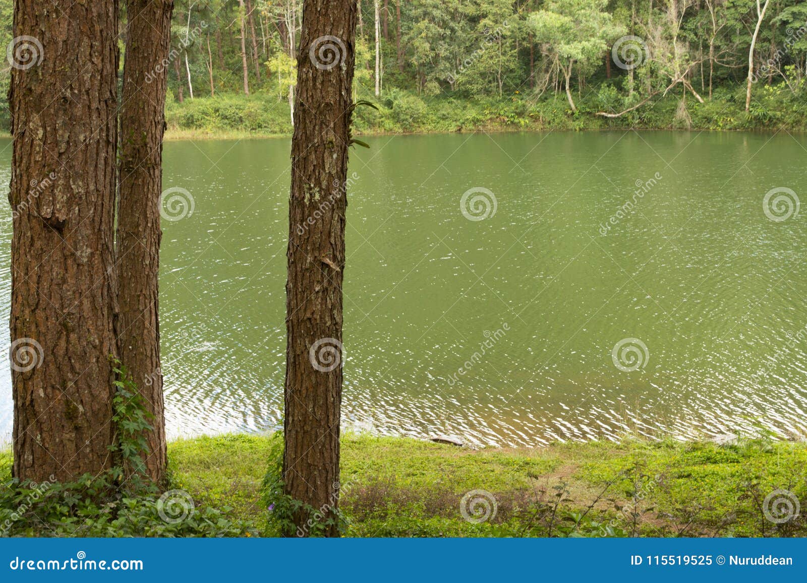 Tranquil Scenery of Lakeside Forest Stock Image - Image of reflection ...