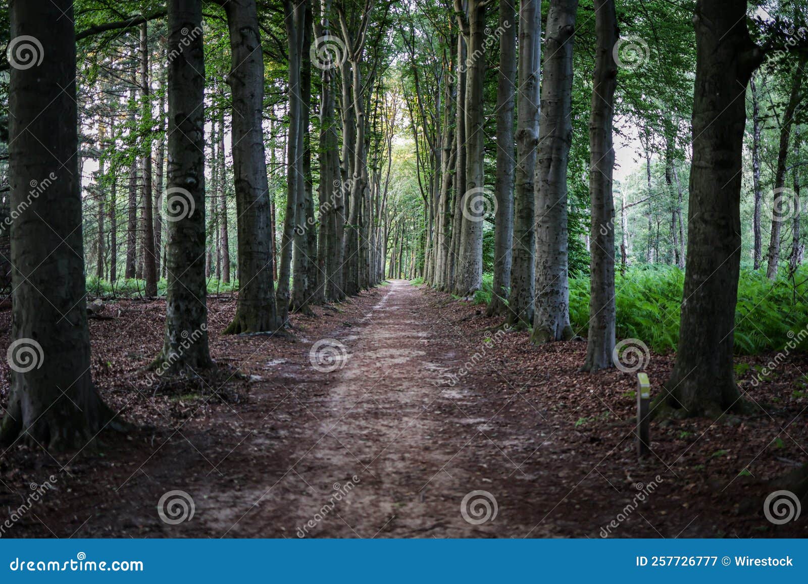Tranquil Scenery of a Mysterious Empty Forest Stock Image - Image of ...