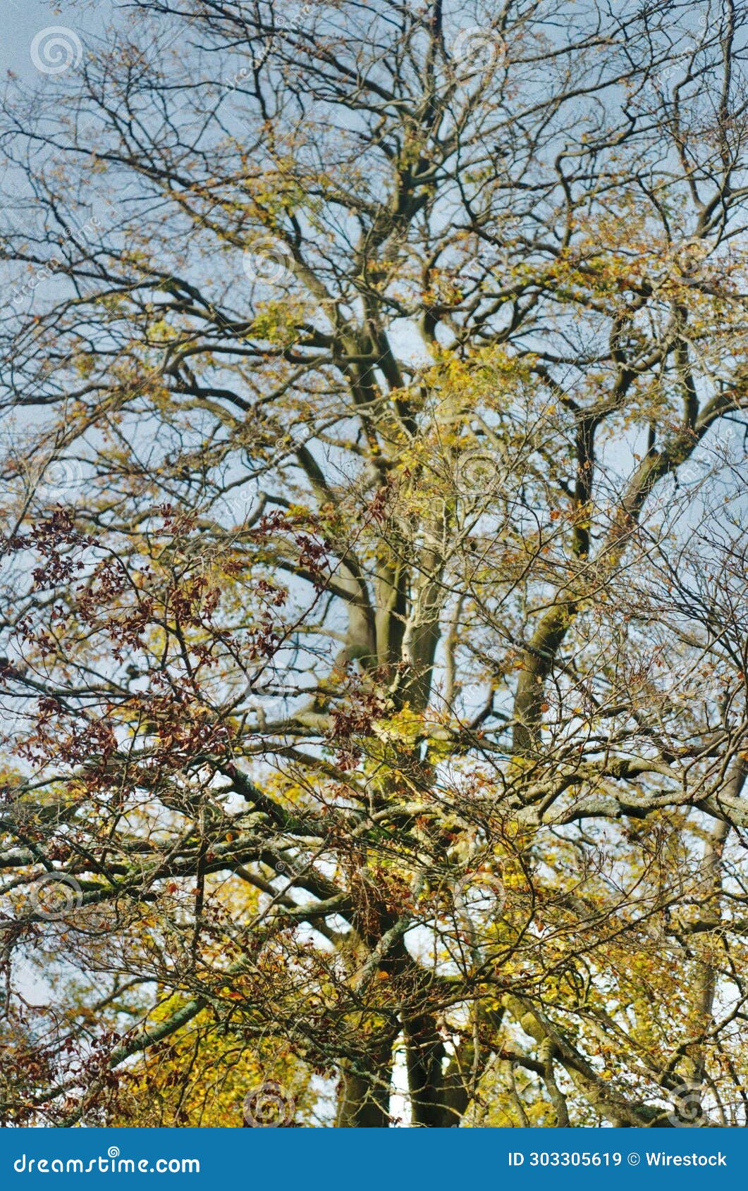 Tranquil Scenery of Tree Branches in Sunlight, Green Leaves of an Old ...