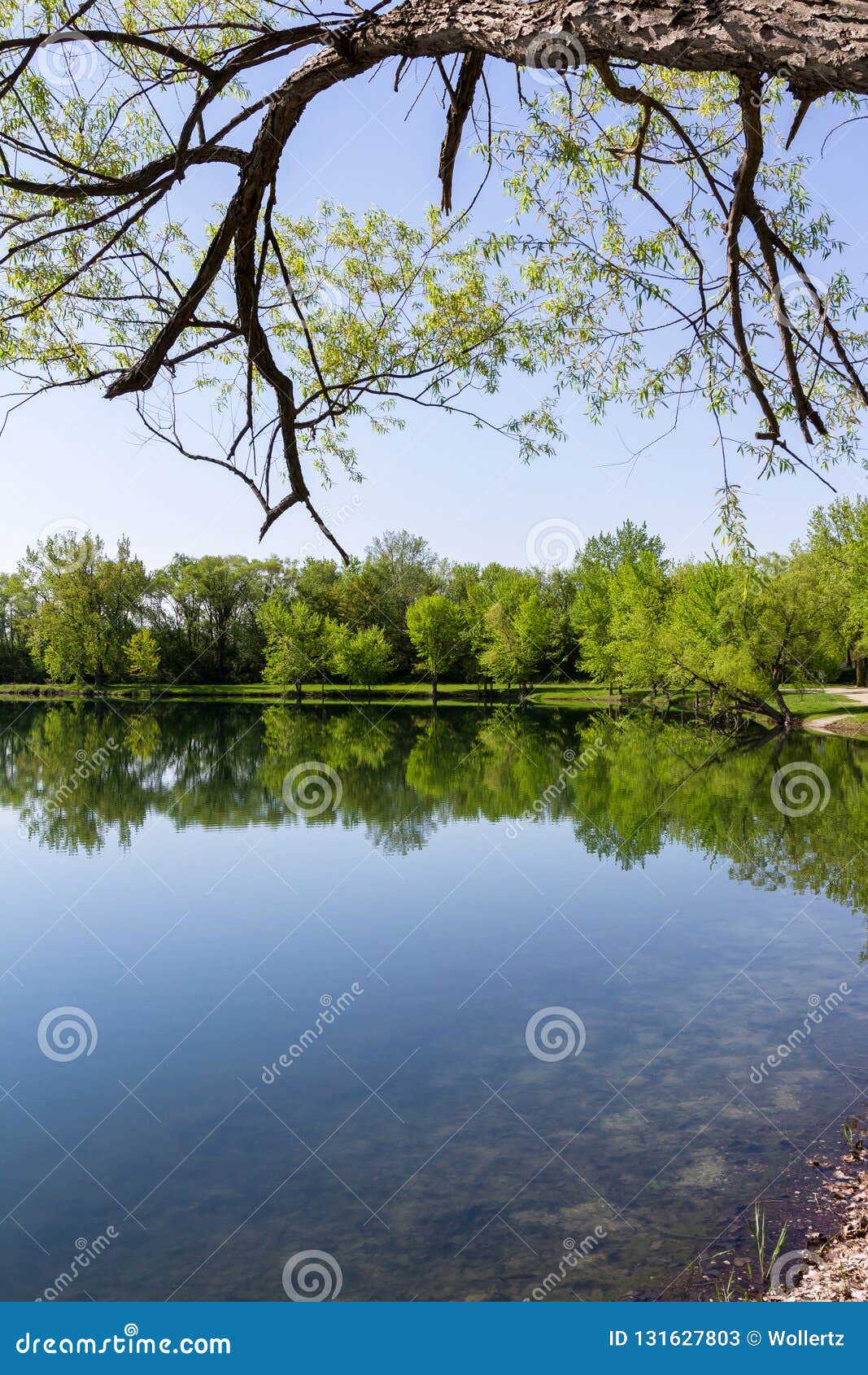 Tranquil Spring Pond Reflection Stock Image - Image of clear, season ...