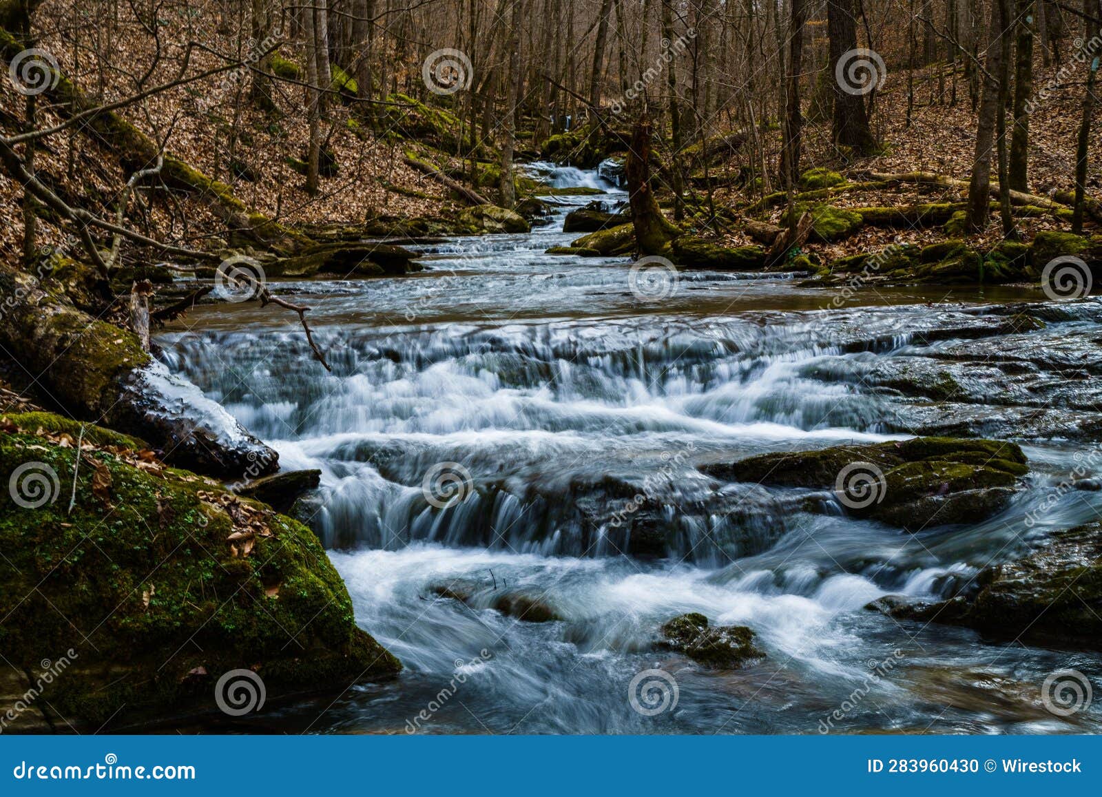Tranquil Stream Meanders through the Lush Landscape of a Dense Forest ...