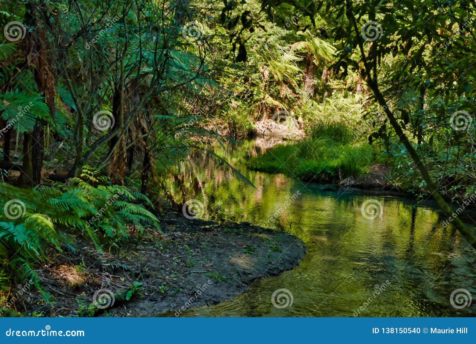 Tranquil Stream in Native Bush Stock Photo - Image of tranquil, crystal ...