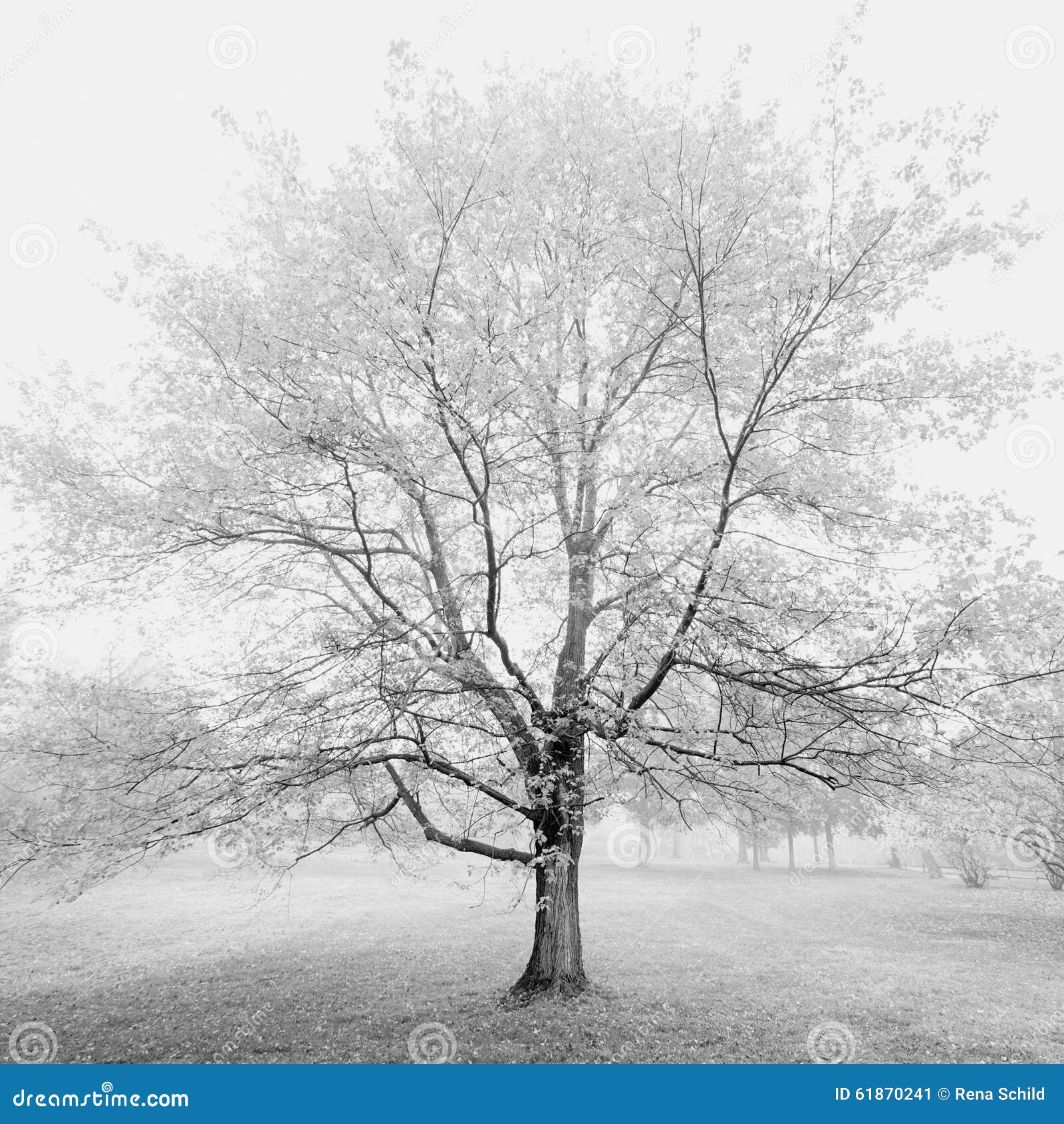 Tranquil Tree stock image. Image of branch, tree, outdoors - 61870241