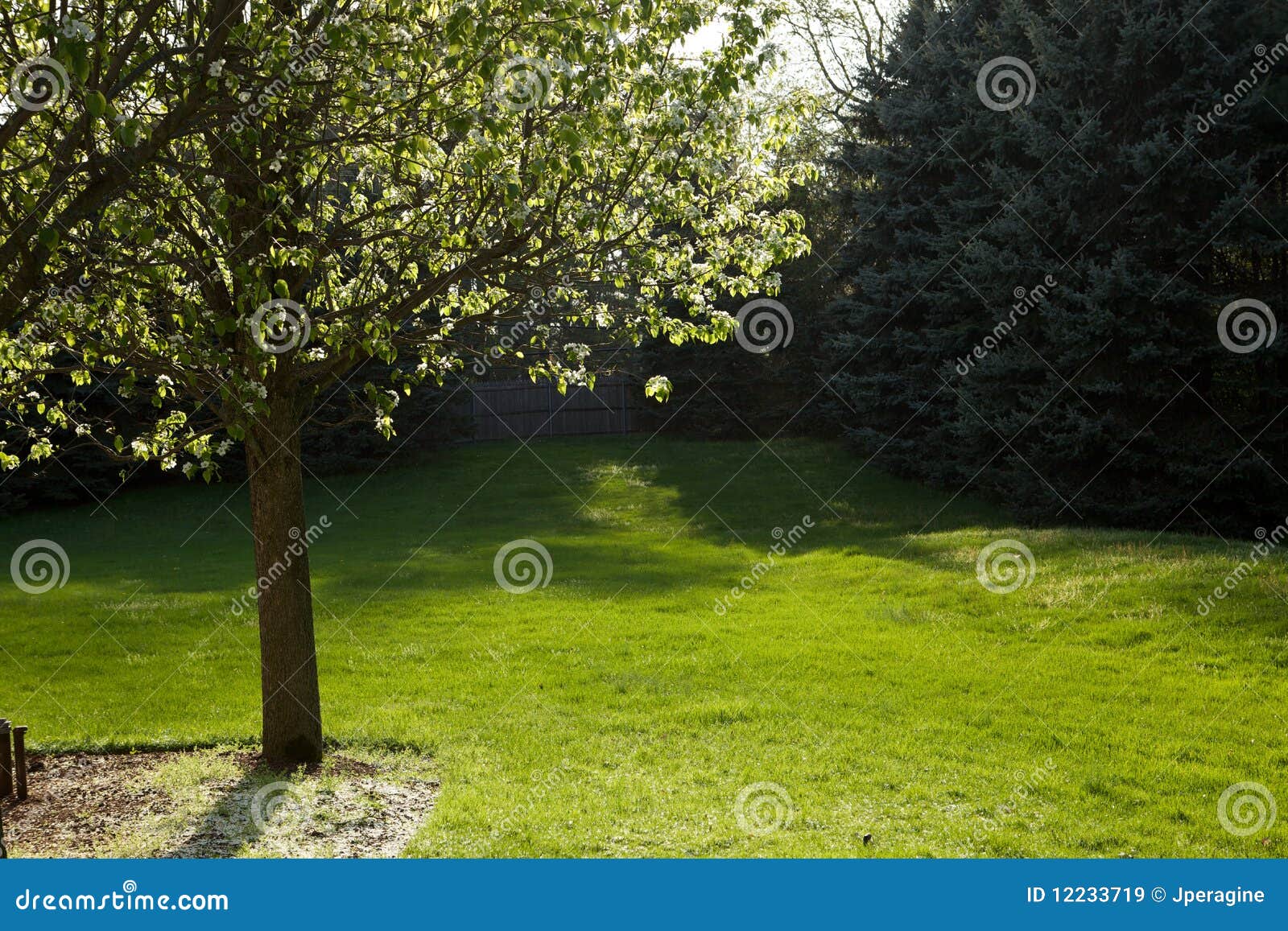 Tranquil Tree with Light stock image. Image of meadow - 12233719