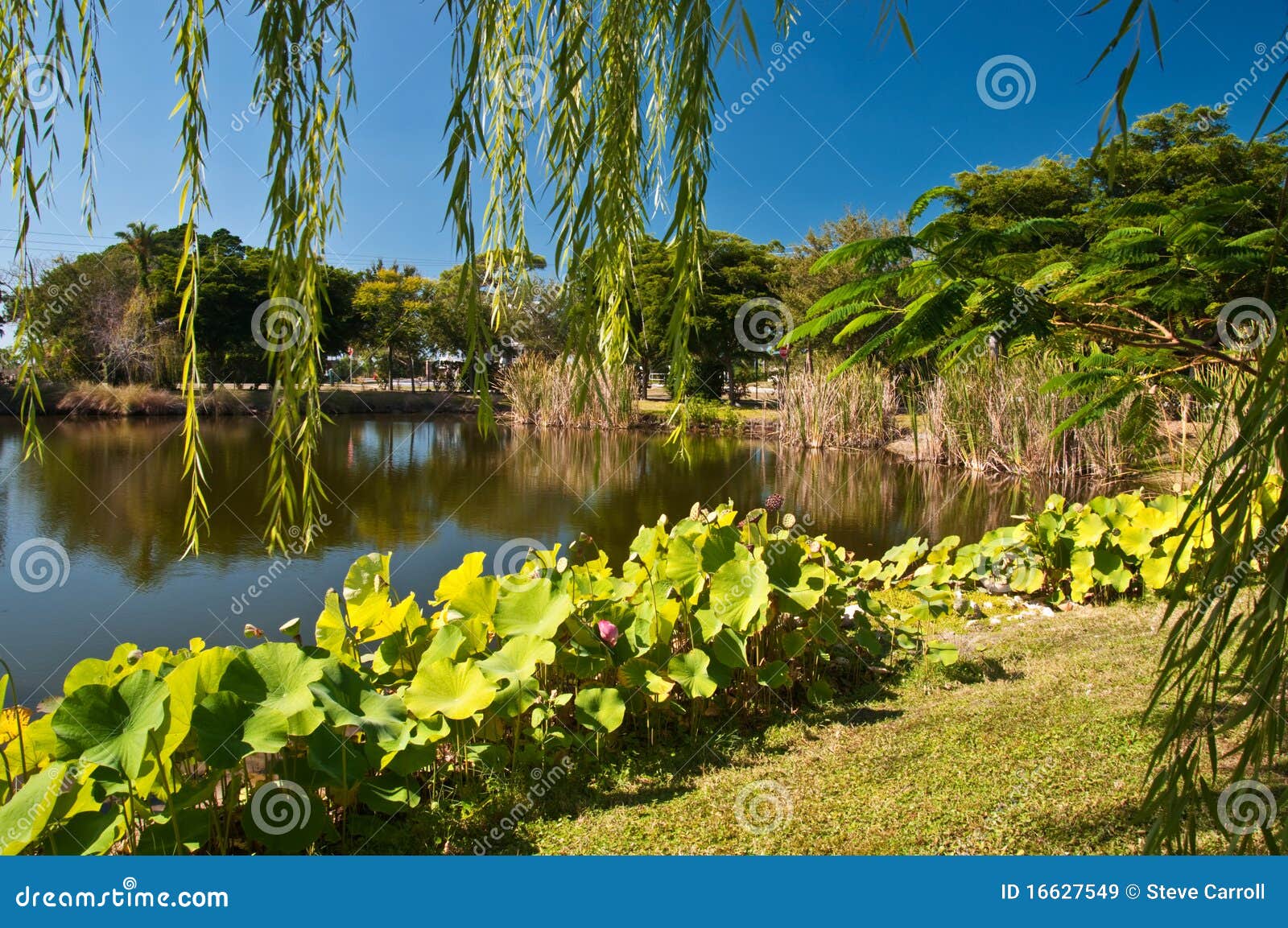 Tranquil tropical pond stock image. Image of garden, florida - 16627549