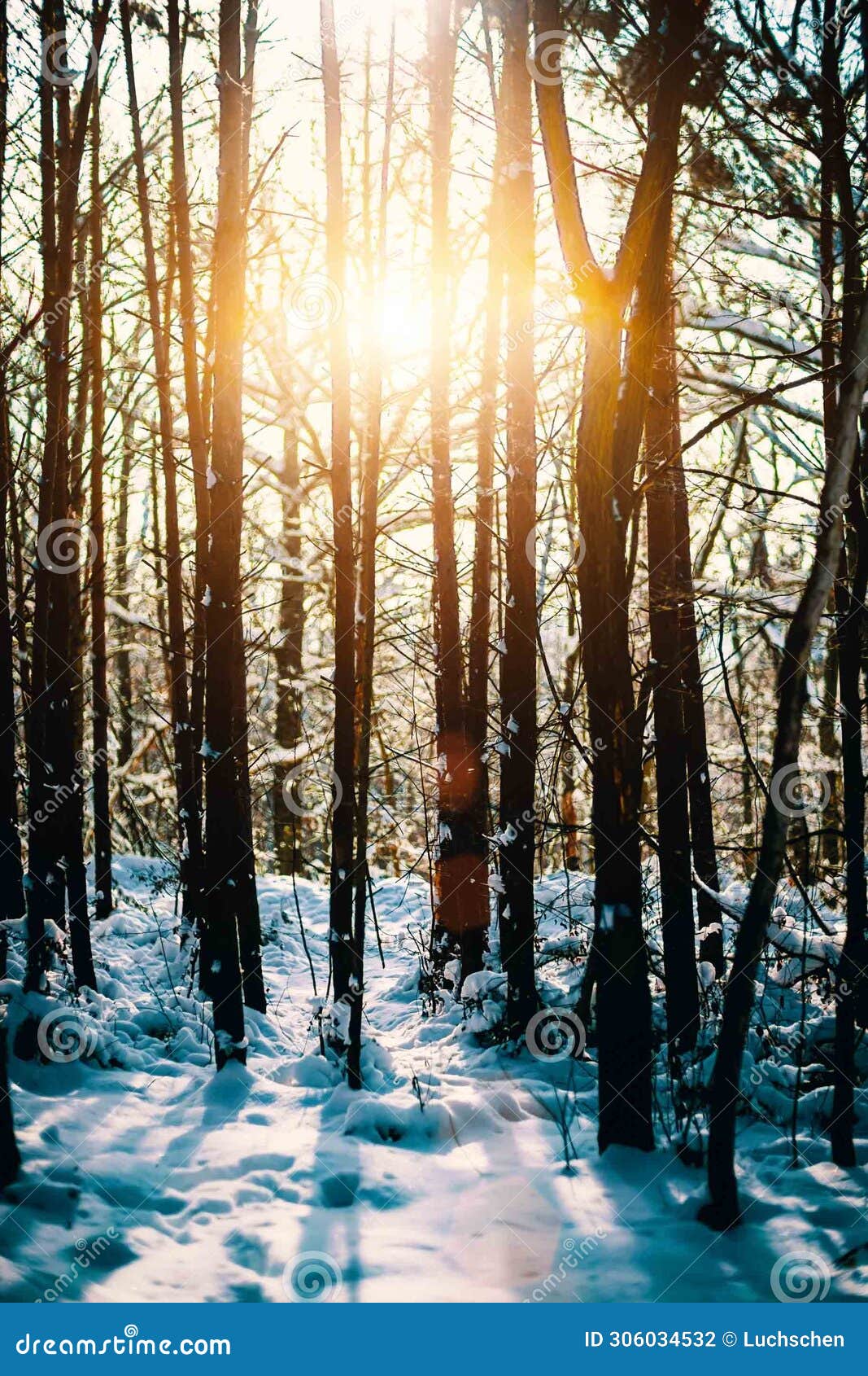 A Tranquil Winter Forest Bathed in Sunlight Stock Photo - Image of snow ...