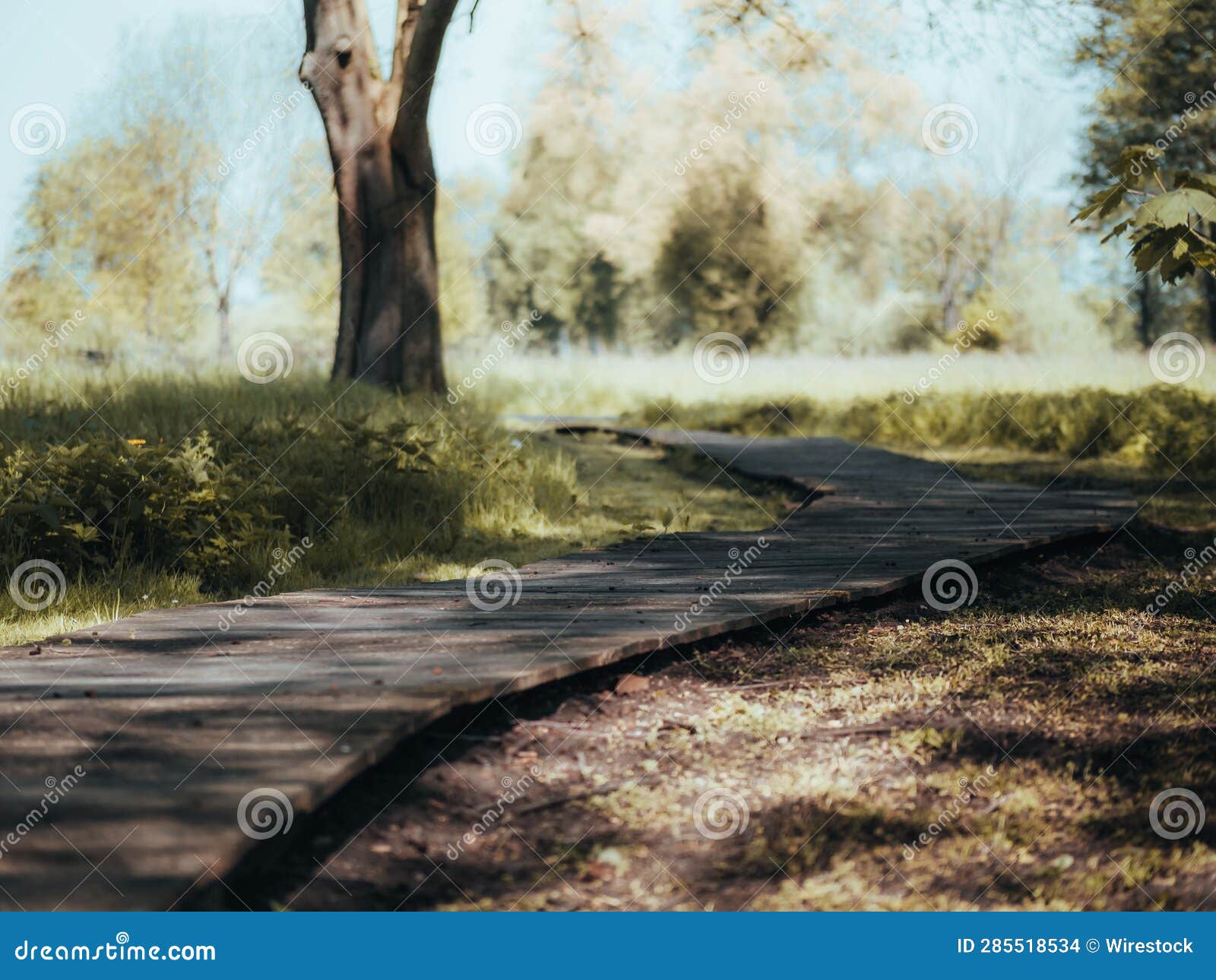 Tranquil Wooden Pathway Lined with Lush Greenery in a Public Park Stock ...