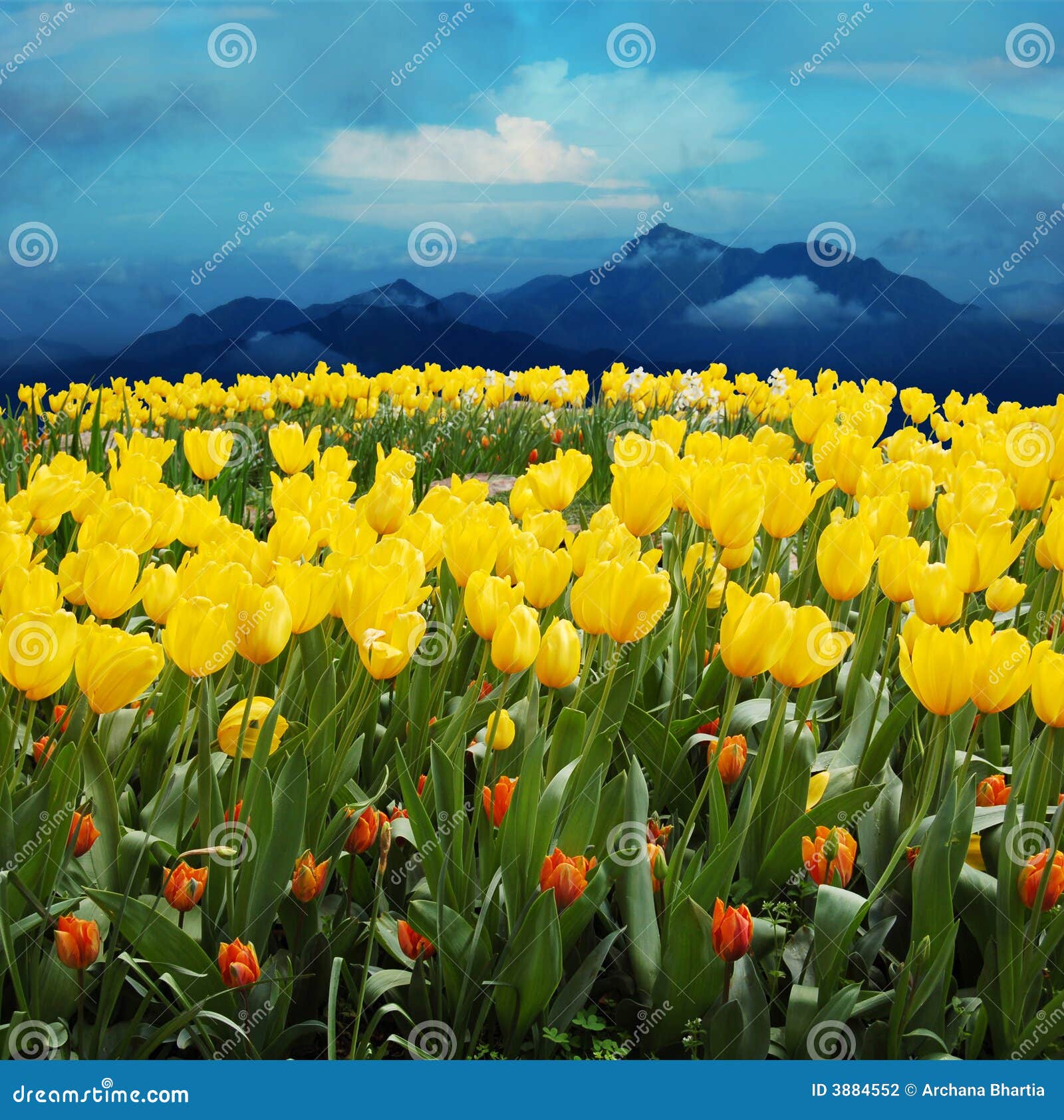 Tranquility stock photo. Image of countryside, environment - 3884552