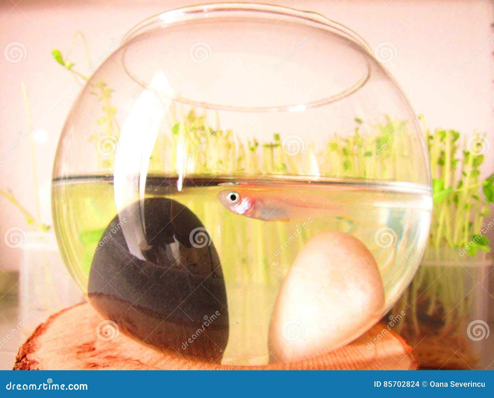 Tranquility stock photo. Image of water, fish, tranquility - 85702824