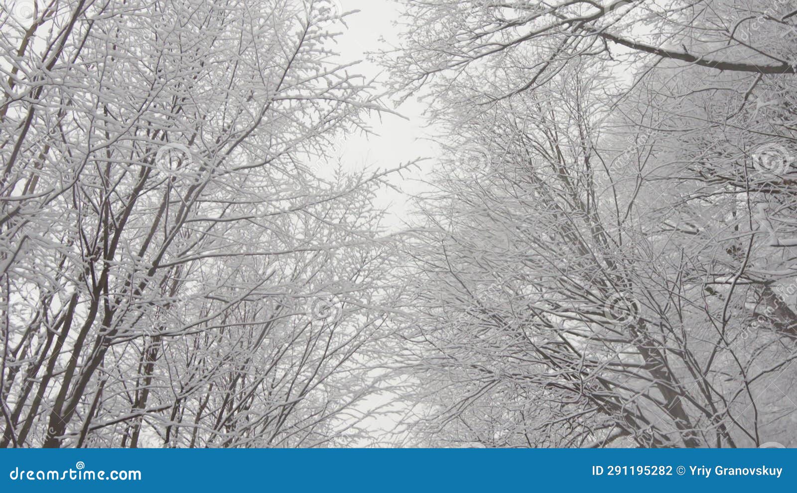 Tranquility of Nature: the Snow-capped Forest is Enveloped in Winter ...