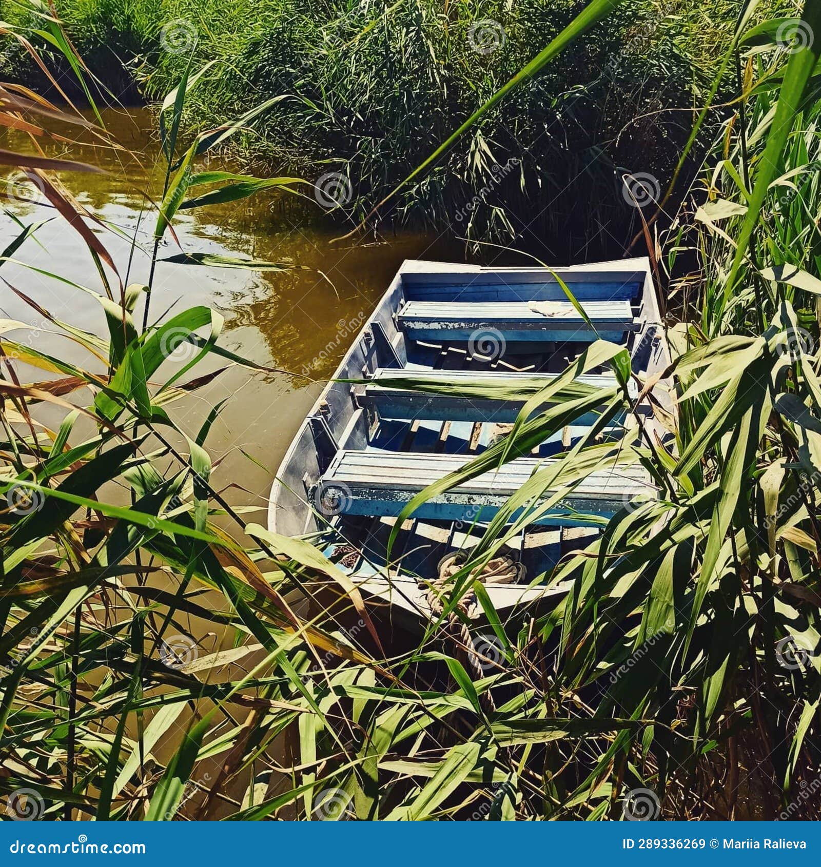 Tranquility in the Reed Pool Stock Image - Image of water, woodland ...