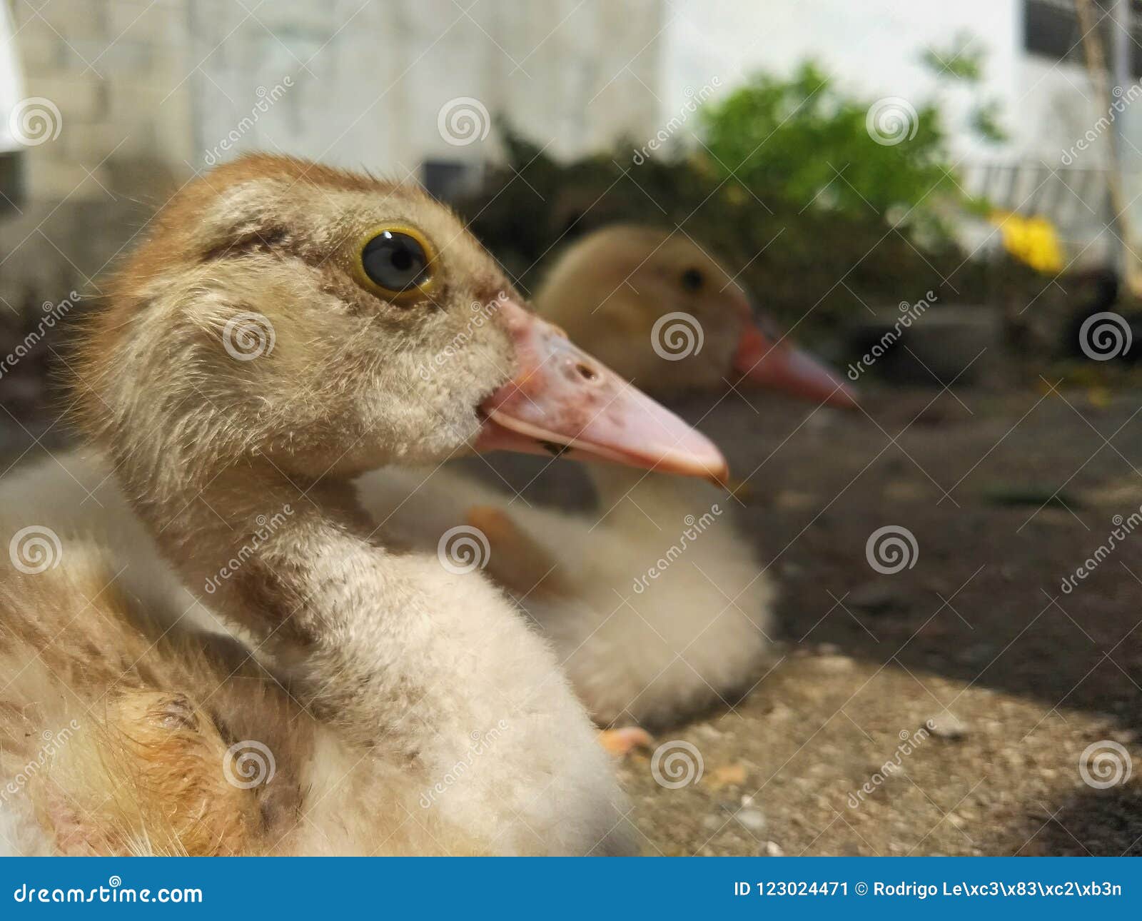 The Tranquility of Small Animals Stock Image - Image of animals, patos ...
