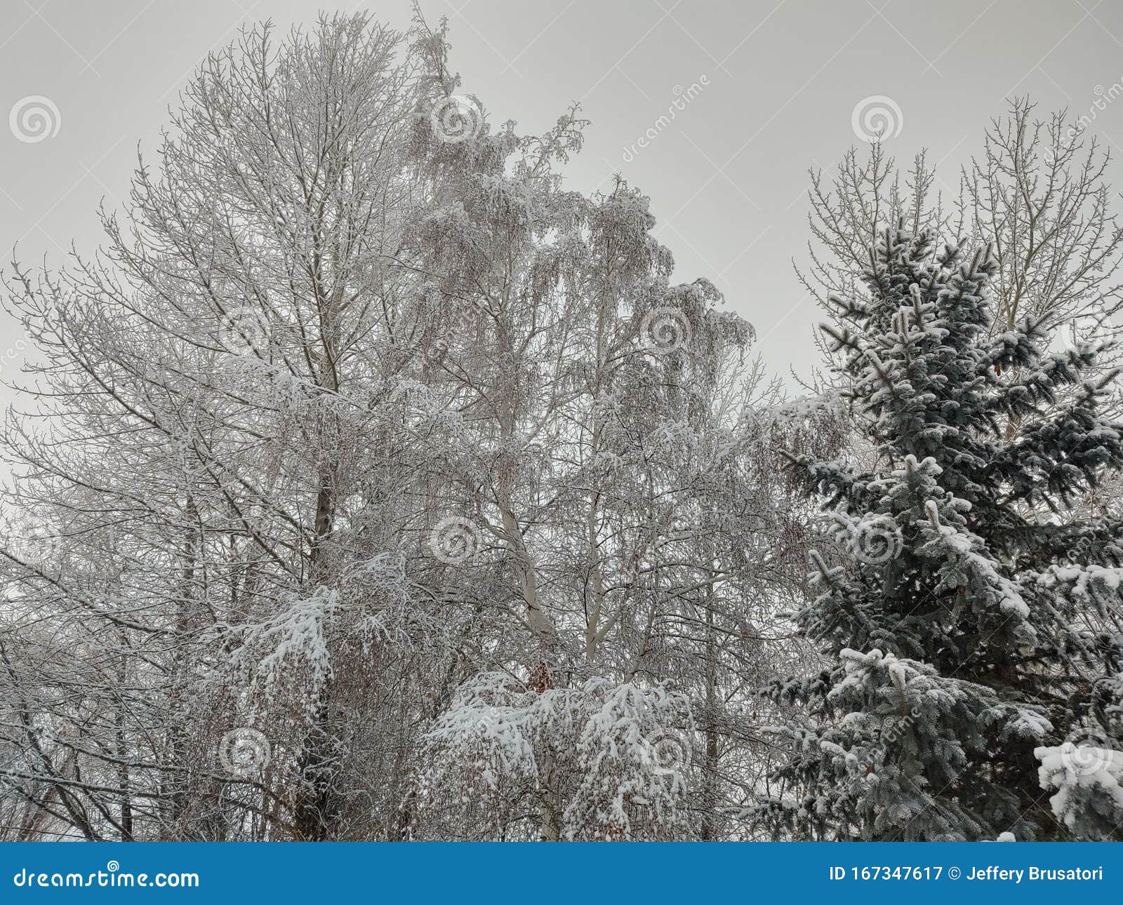 Tranquility in the trees stock image. Image of covered - 167347617