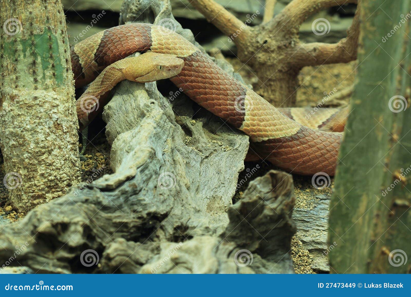 Trans-LMOE copperhead stock afbeelding. Image of lmoe - 27473449