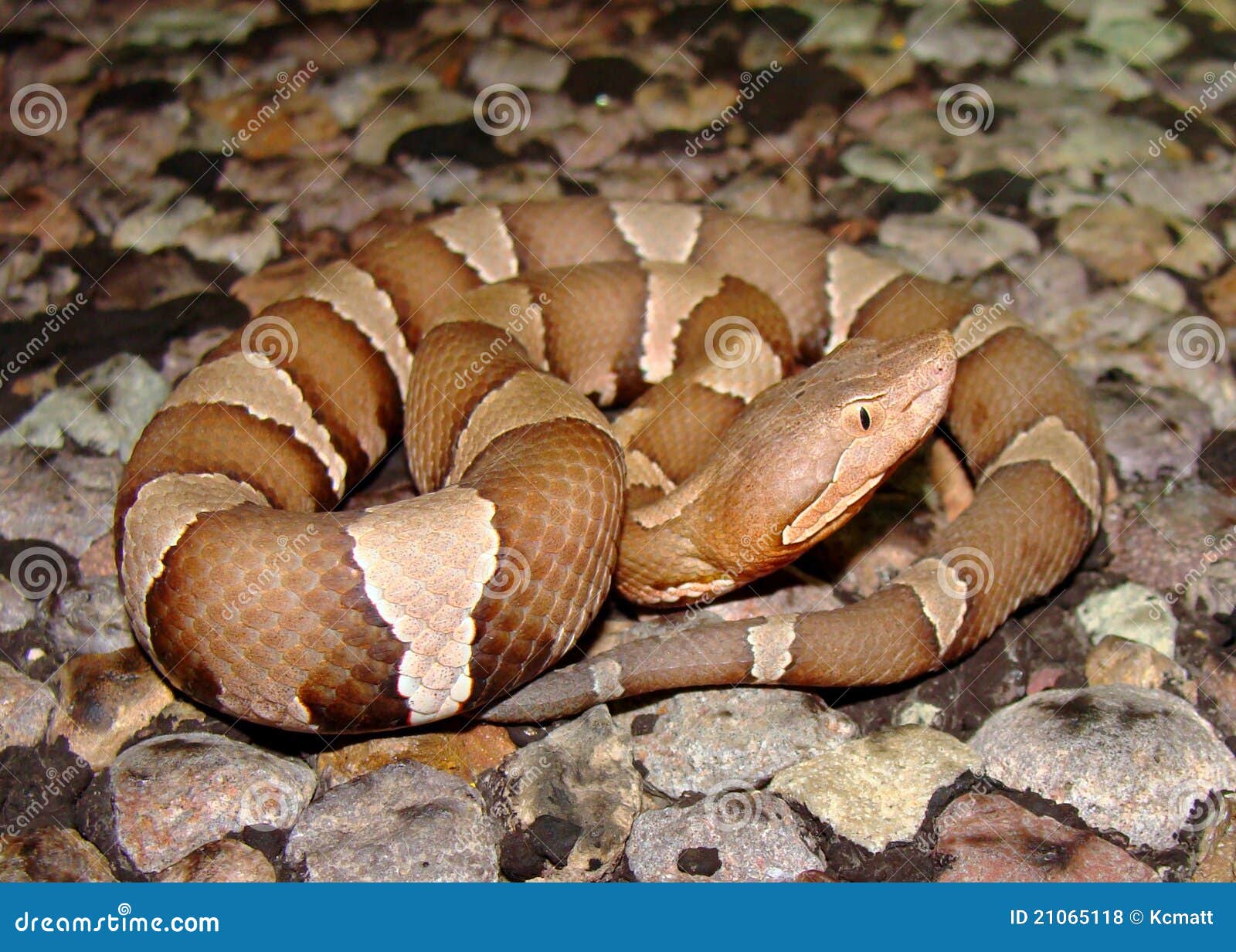 Trans-Pecos Copperhead Snake Stock Photo - Image of wildlife, dangerous ...