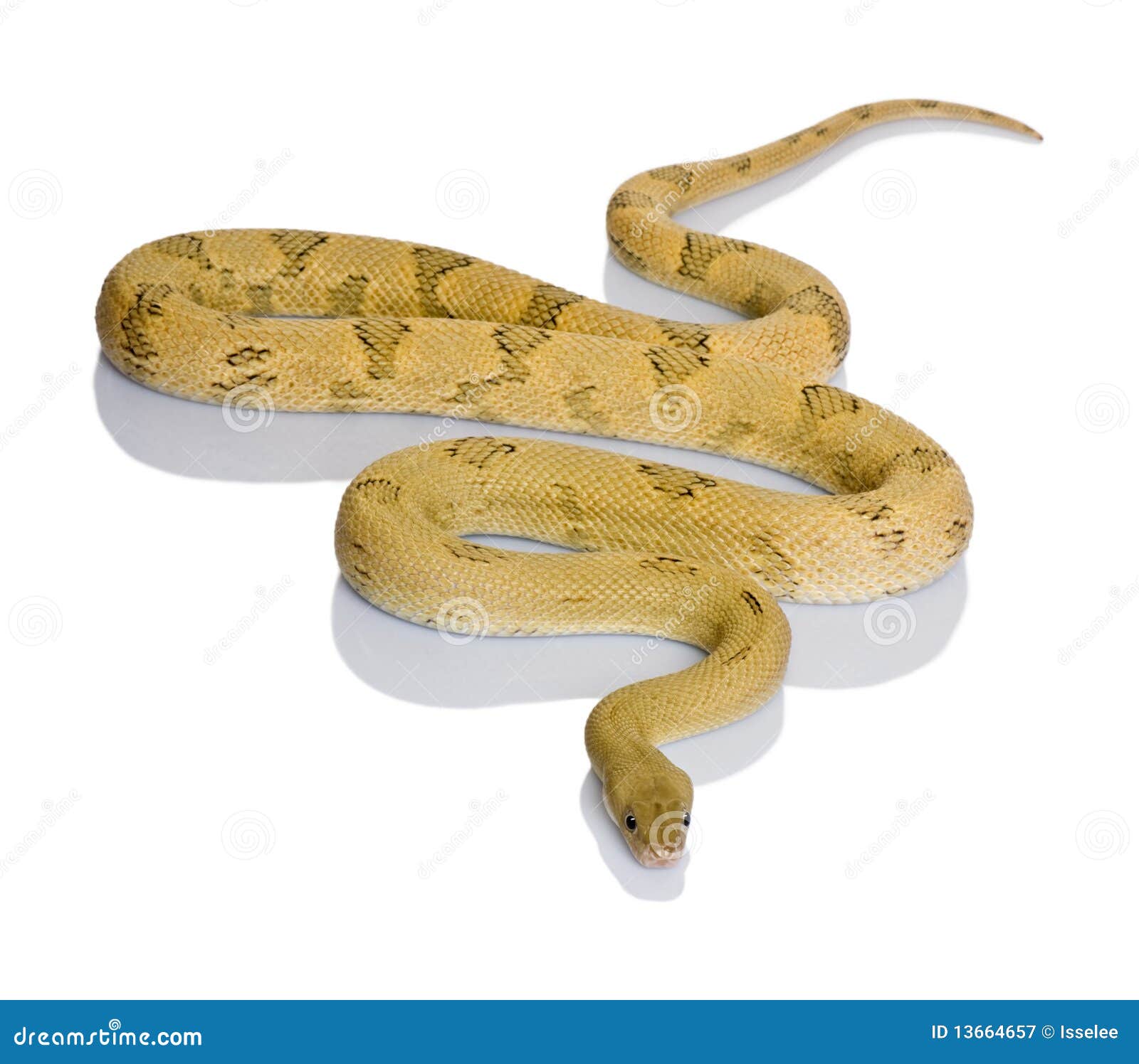 3,380 Slithering Snake Photos - Free & Royalty-Free Stock Photos from ...