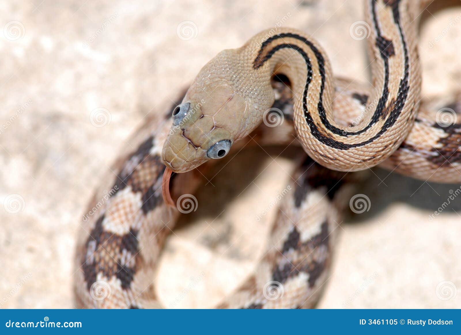 Trans Pecos Ratsnake stock image. Image of conservation - 3461105