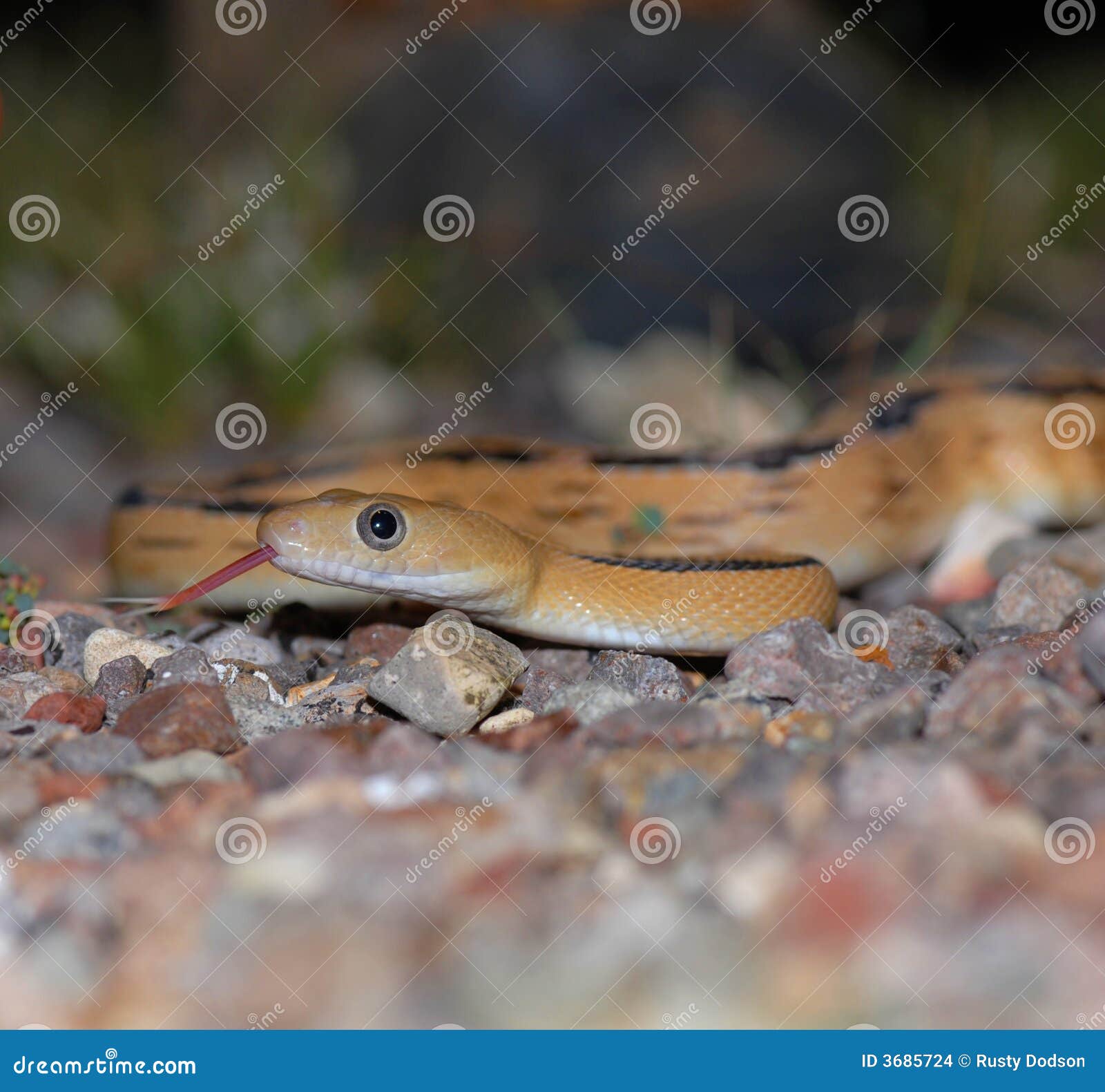Trans Pecos Ratsnake stock photo. Image of yellow, nature - 3685724