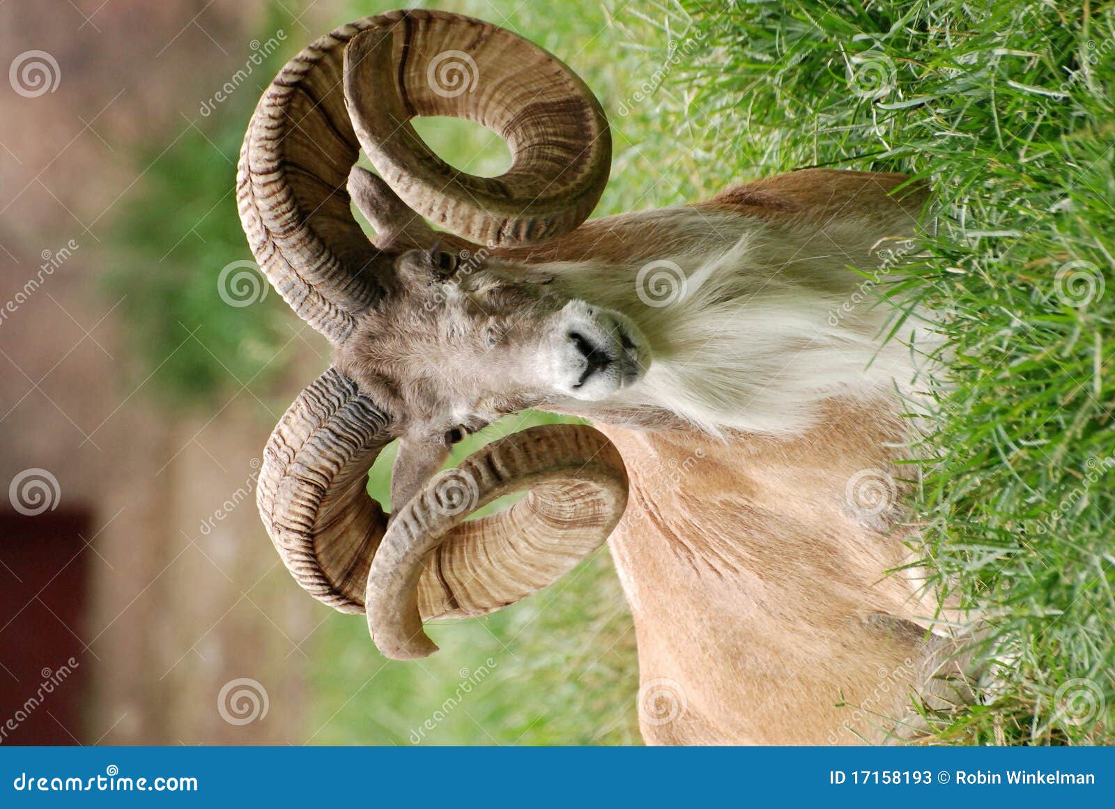 Transcaspian urial stock image. Image of male, resting - 17158193