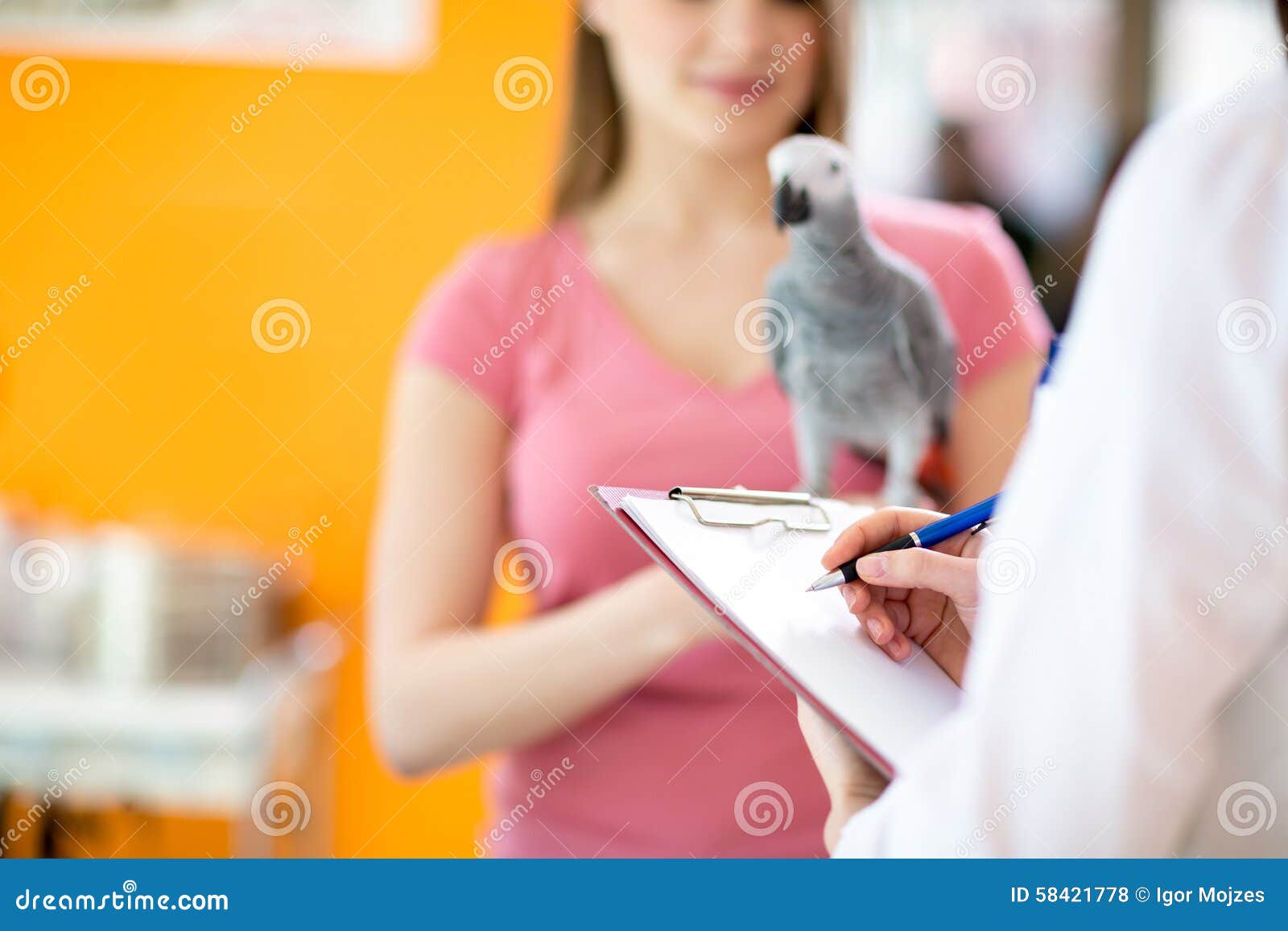 Transcribing Therapy To Sick Parrot in Vet Infirmary Stock Photo ...