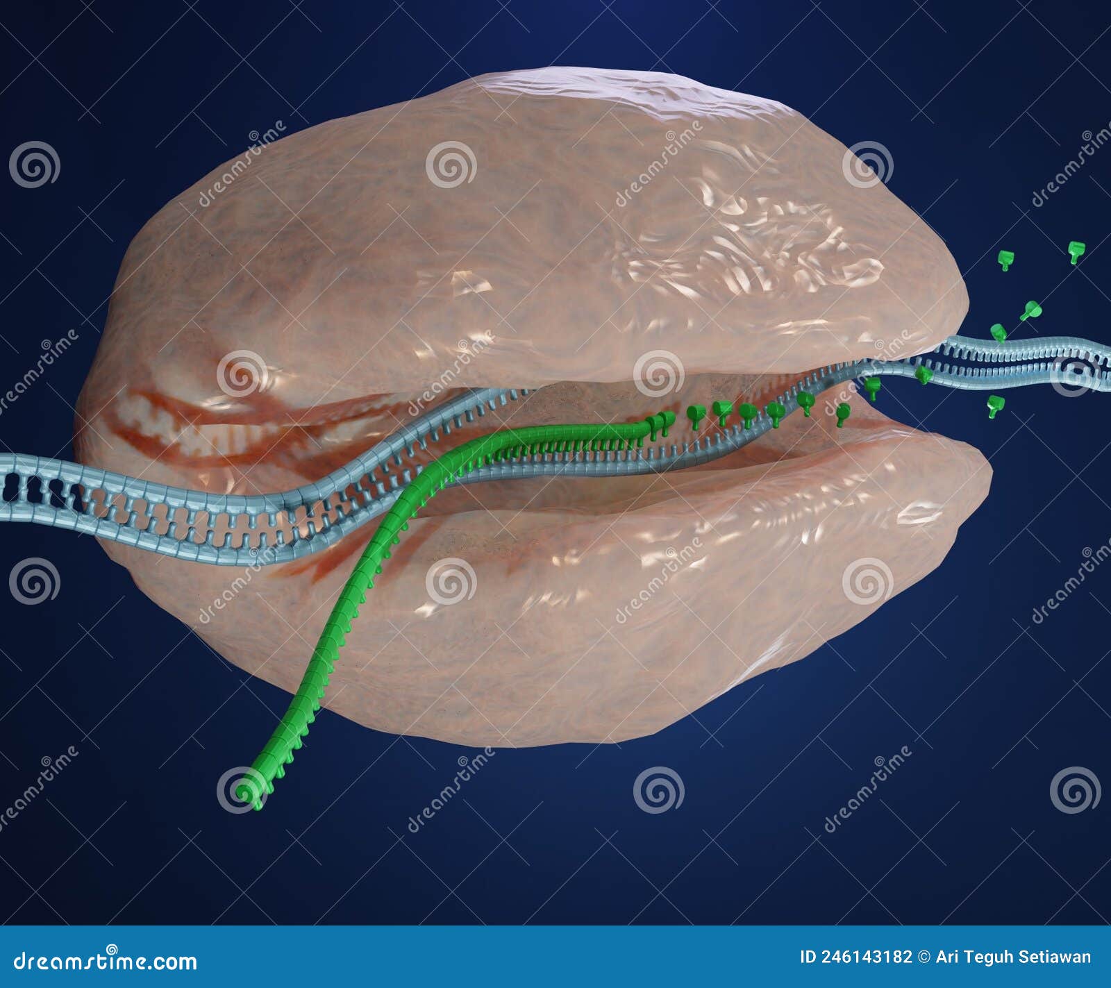 Transcription DNA Sequence To Make an RNA Molecule by RNA Polimerase ...