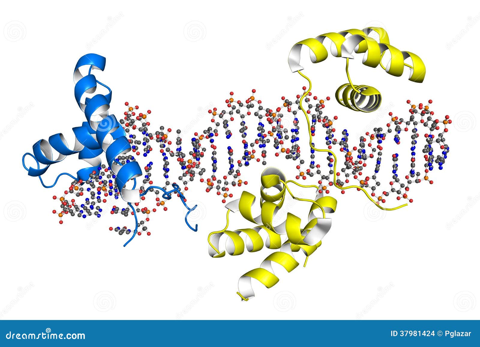 Transcription Factors Bound To DNA Stock Illustration - Illustration of ...