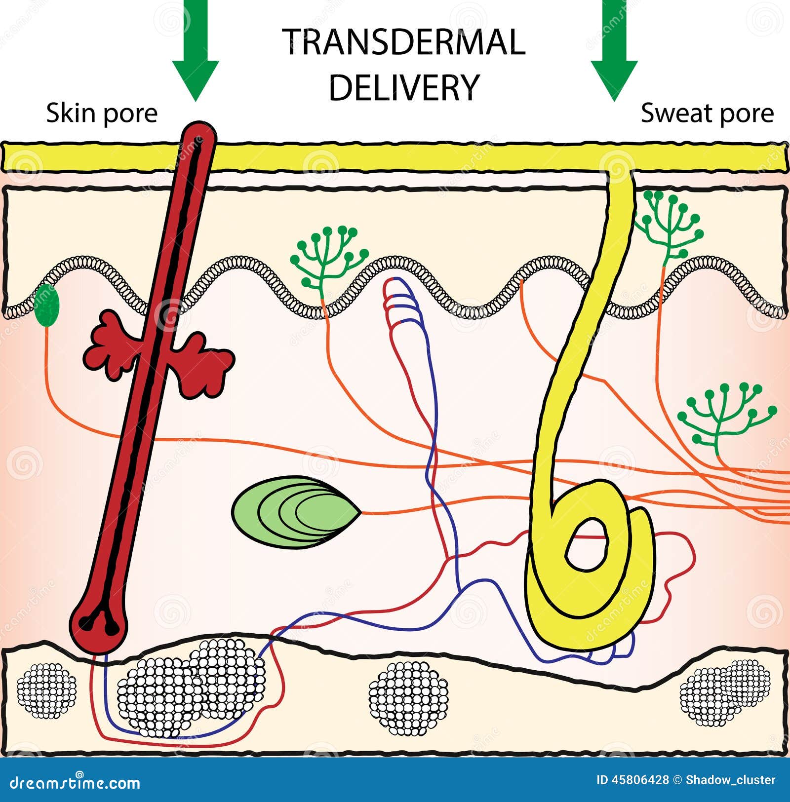 Skin - Transdermal Patch Medication Molecule Diffusion Through Layers ...
