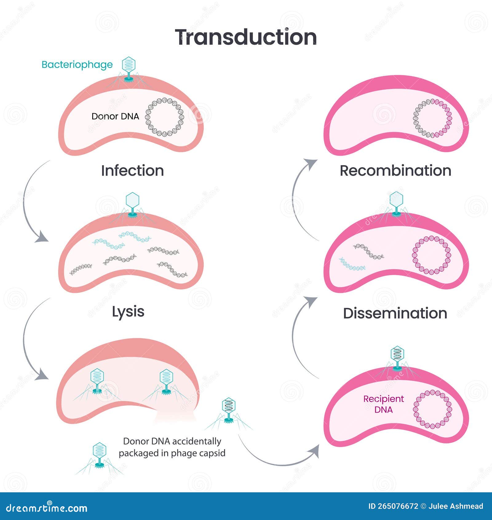 Horizontal Gene Transfer Via Transduction Vector Illustration ...