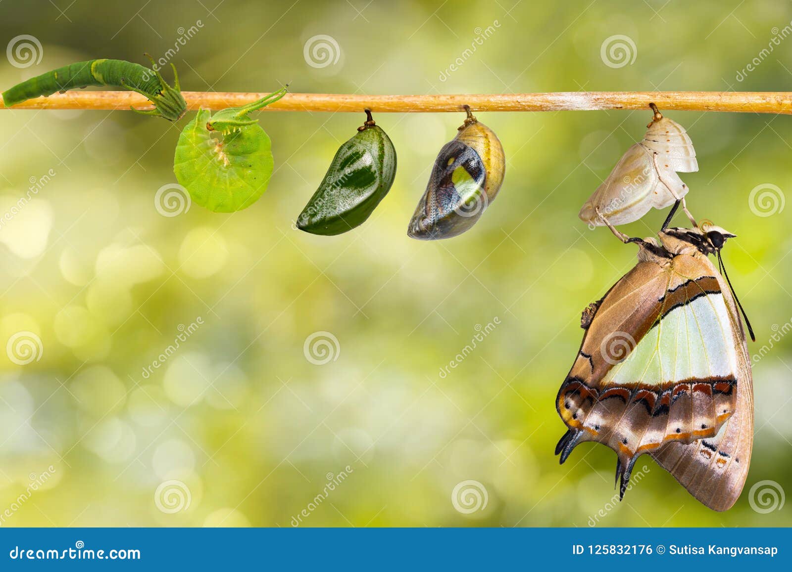 261 Athamas Butterfly Stock Photos - Free & Royalty-Free Stock Photos ...