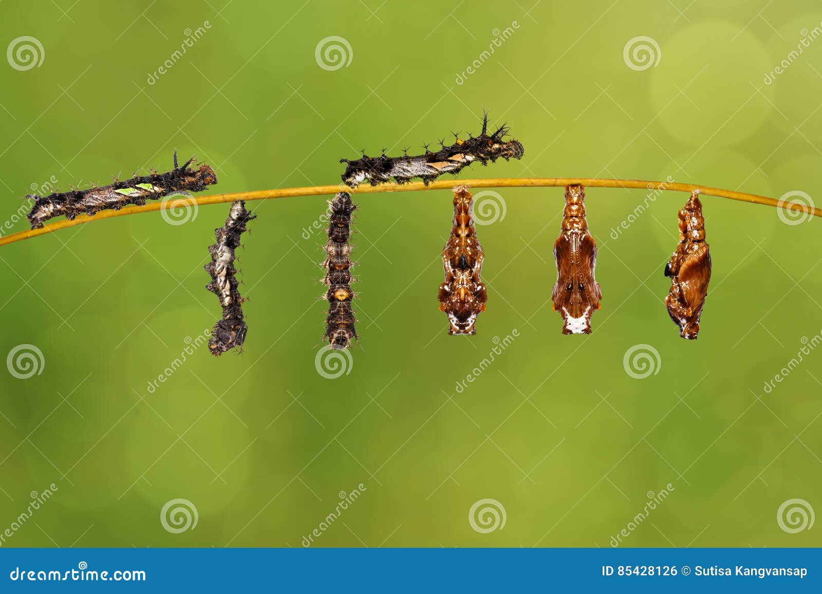 Transformation From Caterpillar Of Leopard Lacewing Butterfly Royalty ...