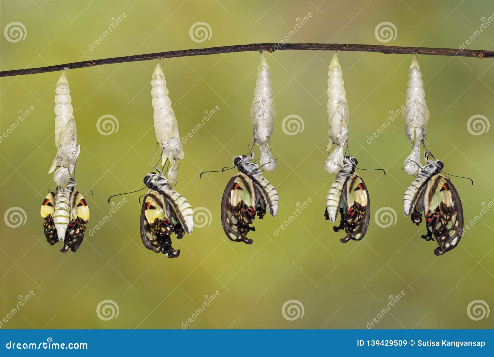 Transformation of Common Jay Butterfly Graphium Doson with Pupa Shell ...
