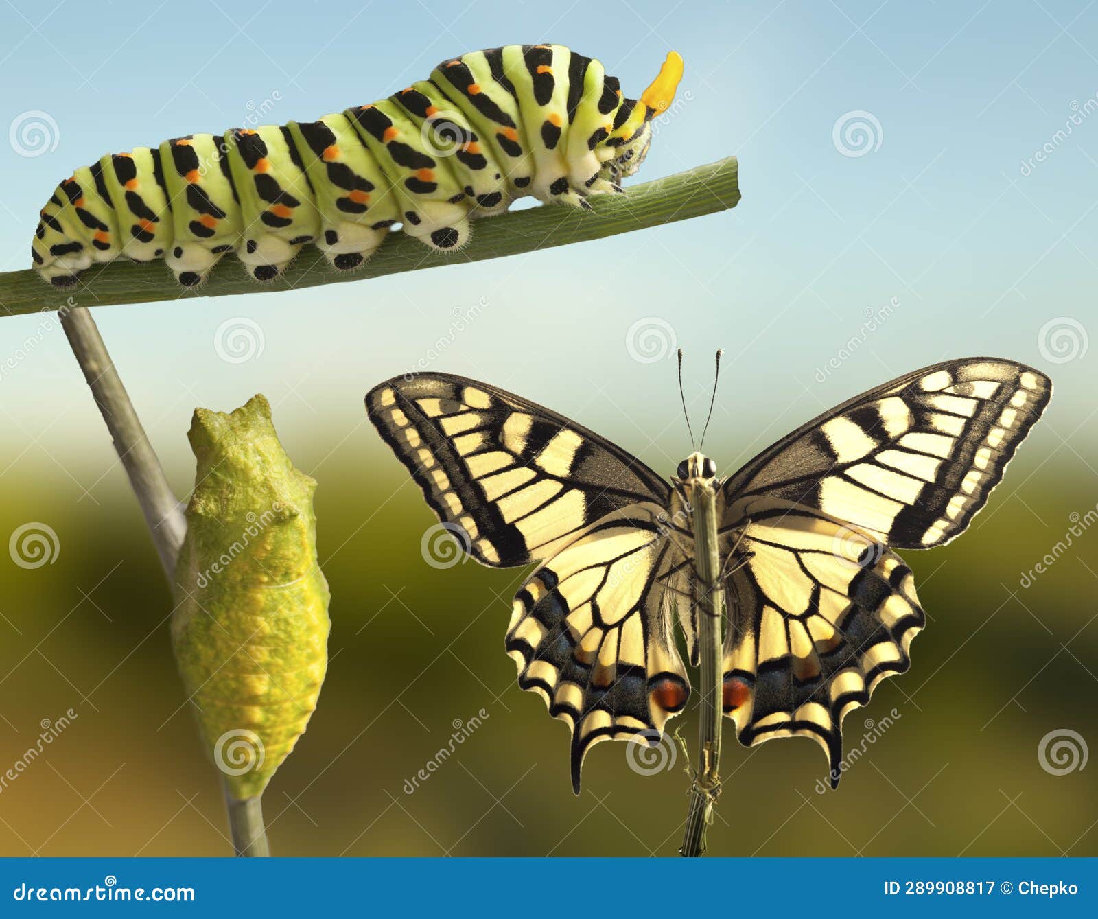 Transformation Of Common Tiger Butterfly Emerging From Cocoon Stock ...
