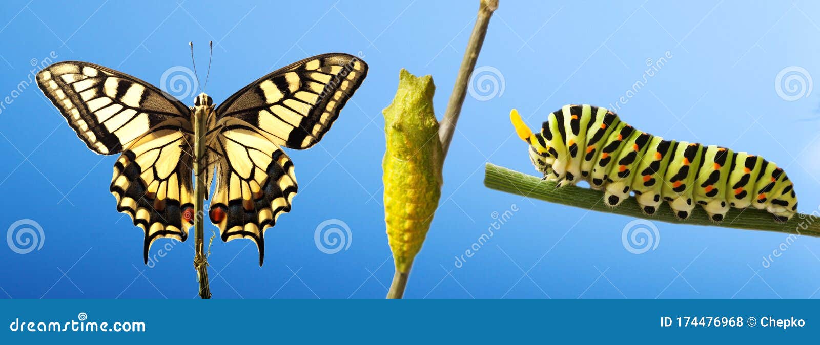 Transformation of Common Machaon Butterfly Emerging from Cocoon ...