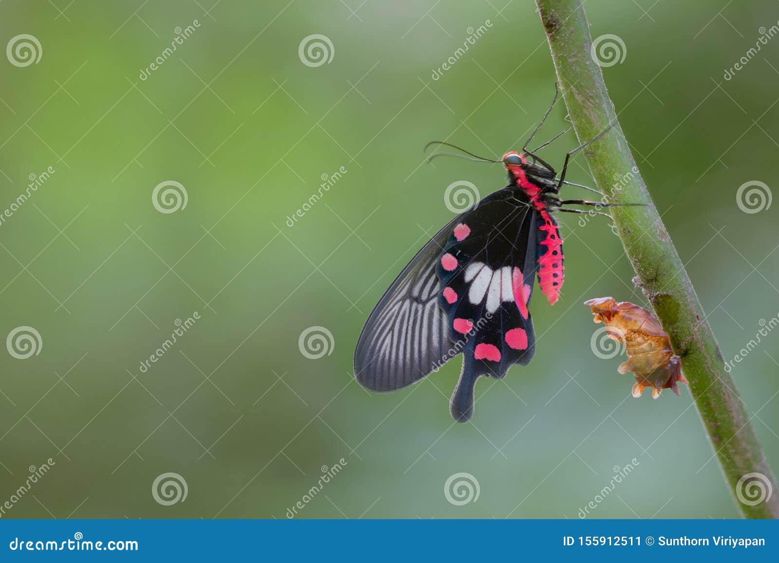 Transformation of Common Rose Butterfly Stock Image - Image of larva ...