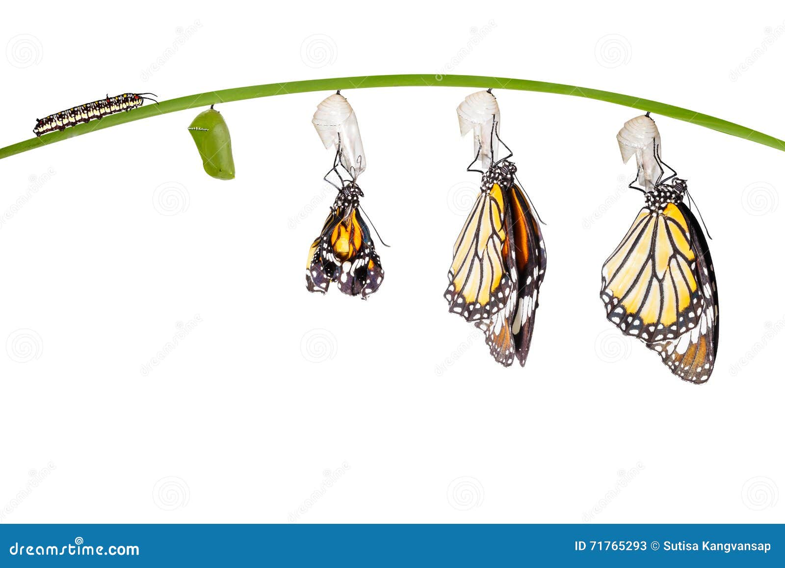 Transformation of Common Tiger Butterfly Emerging from Cocoon on Stock ...