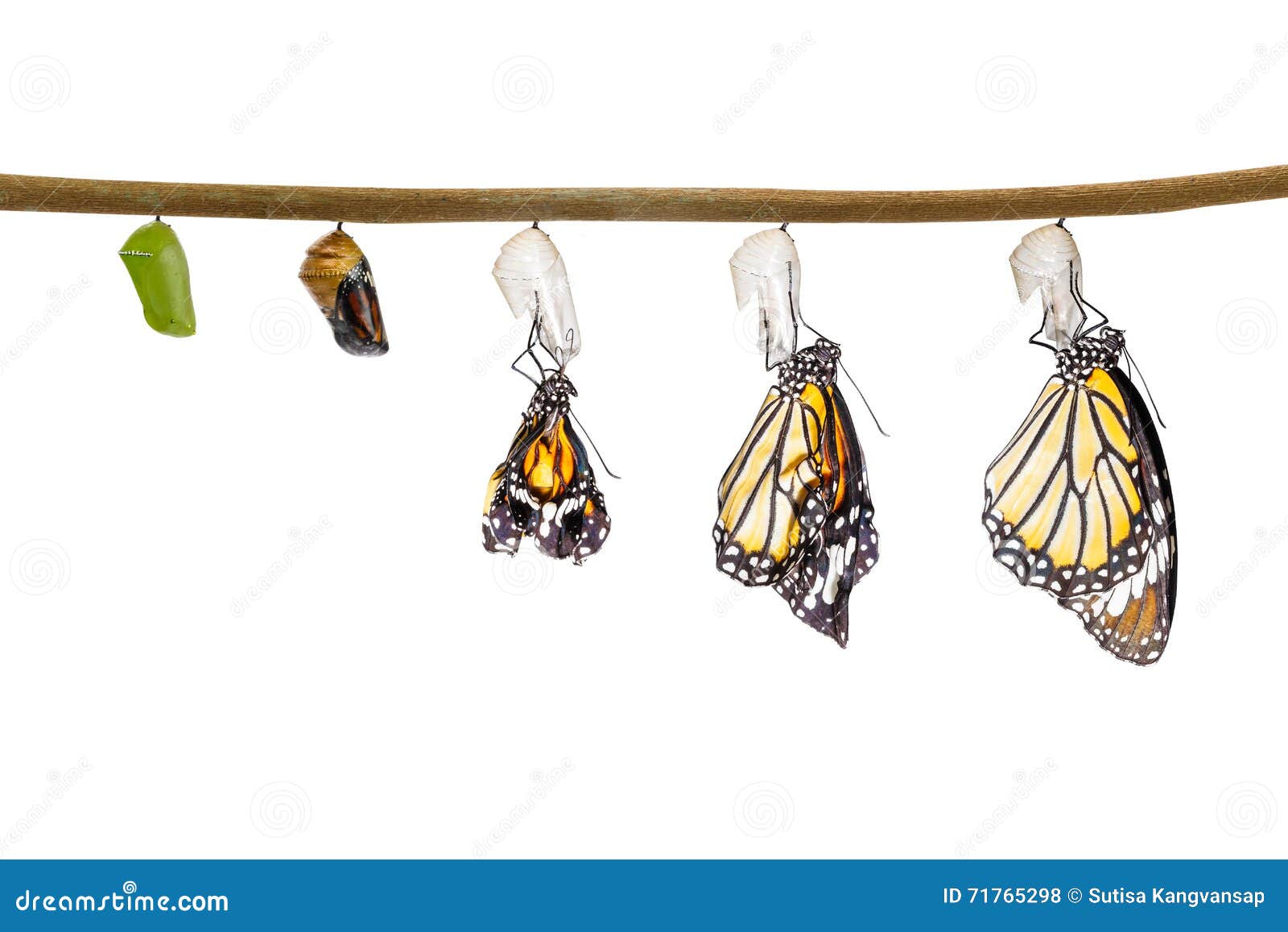 Transformation of Common Tiger Butterfly Emerging from Cocoon on Stock ...