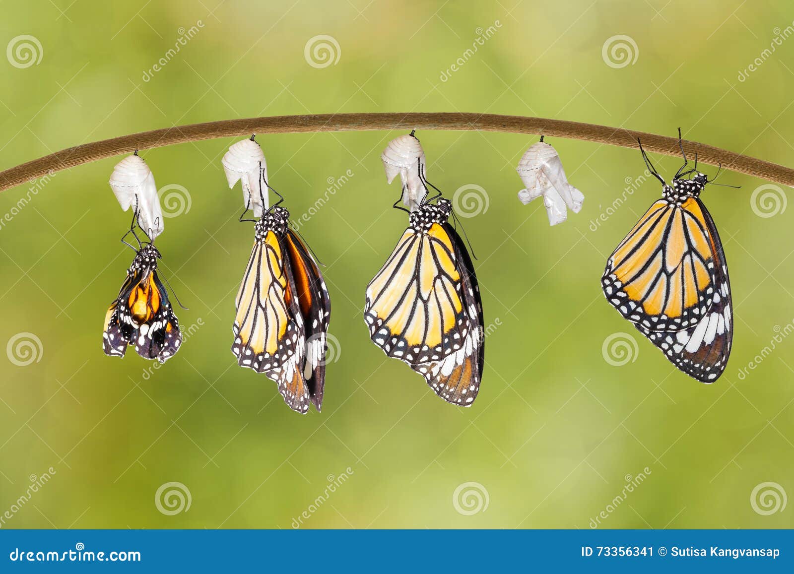 Images Of Butterfly Transformation