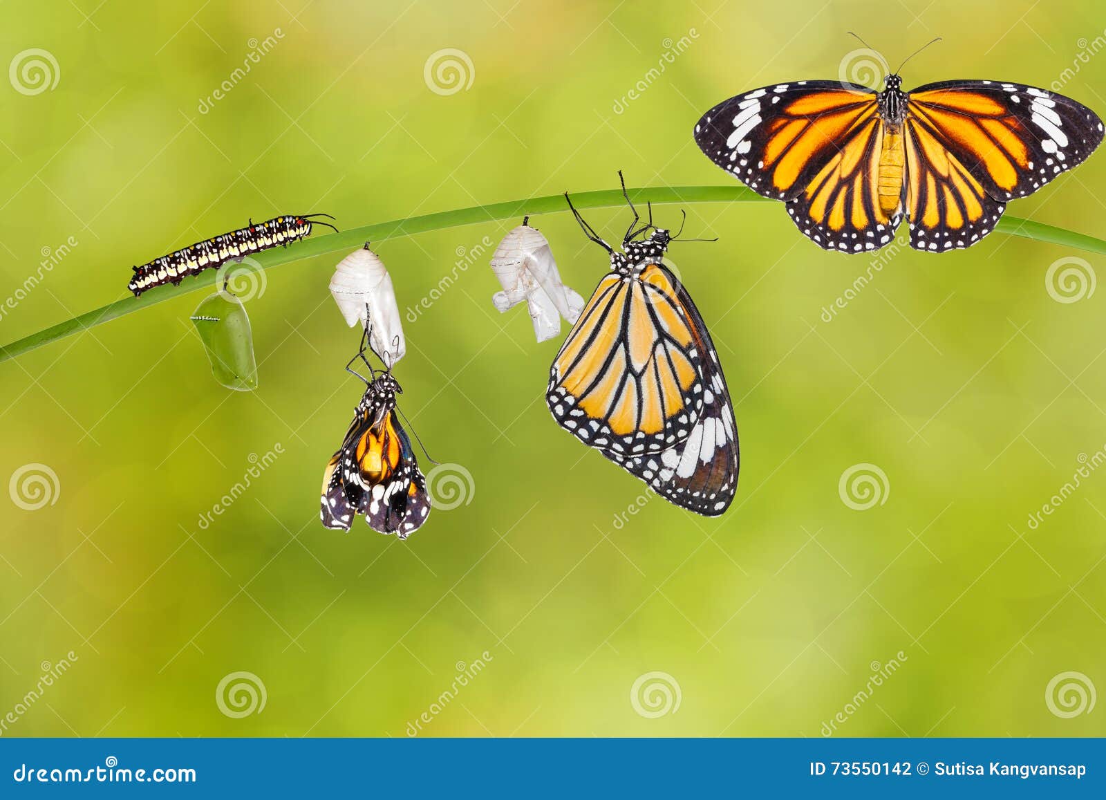 Transformation of Common Tiger Butterfly Emerging from Cocoon Stock ...