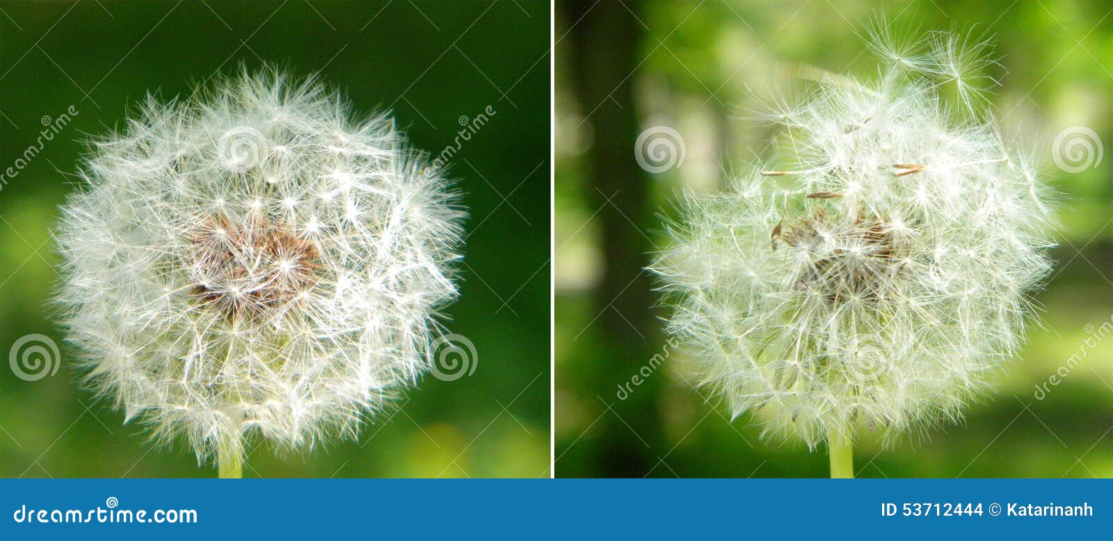 Transformation of a Dandelion Flower Stock Photo - Image of flying ...