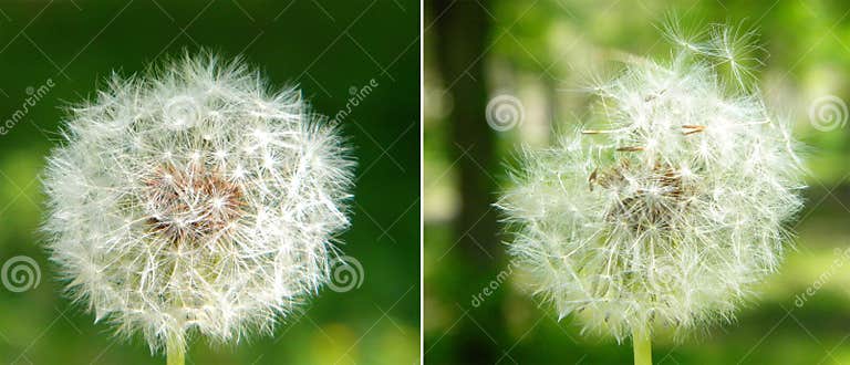 Transformation of a Dandelion Flower Stock Photo - Image of flying ...