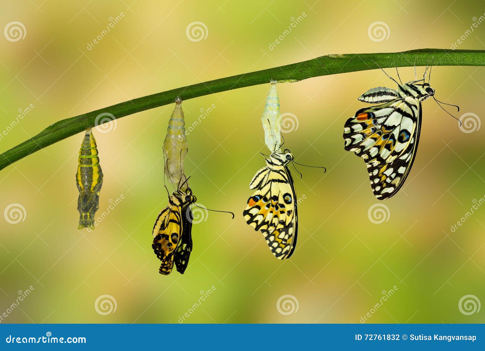 Transformation De Papillon De Chaux Photo stock - Image du cocon, chaux ...