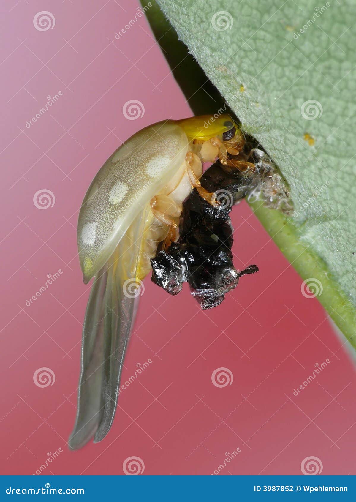 Transformation lady bug stock photo. Image of orange, spots - 3987852