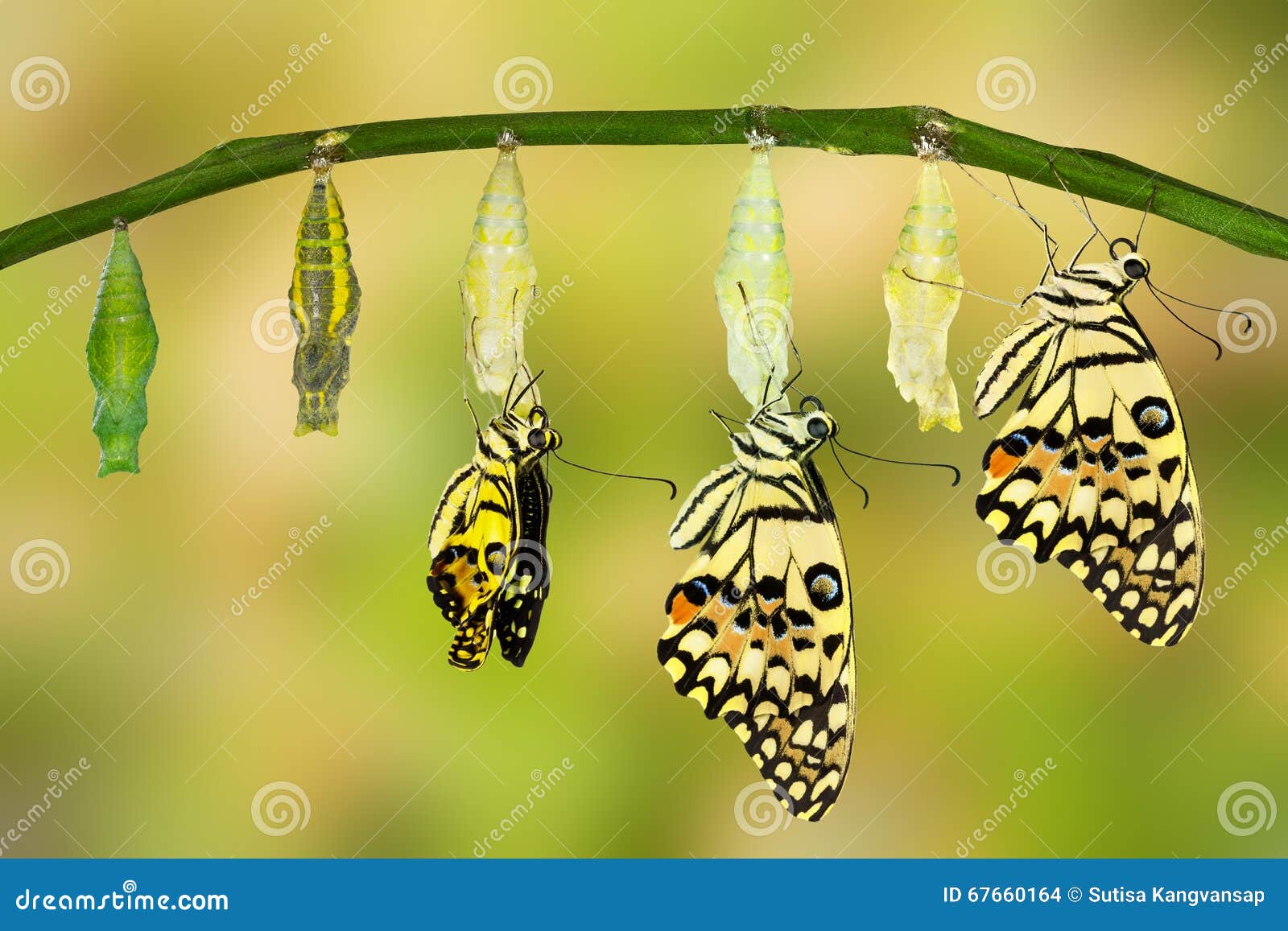 Transformation Of Lime Butterfly Stock Photo - Image: 67660164